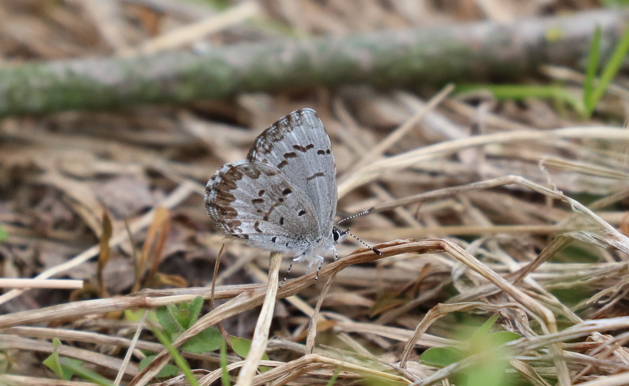 Sighting 1257814 | Butterflies and Moths of North America