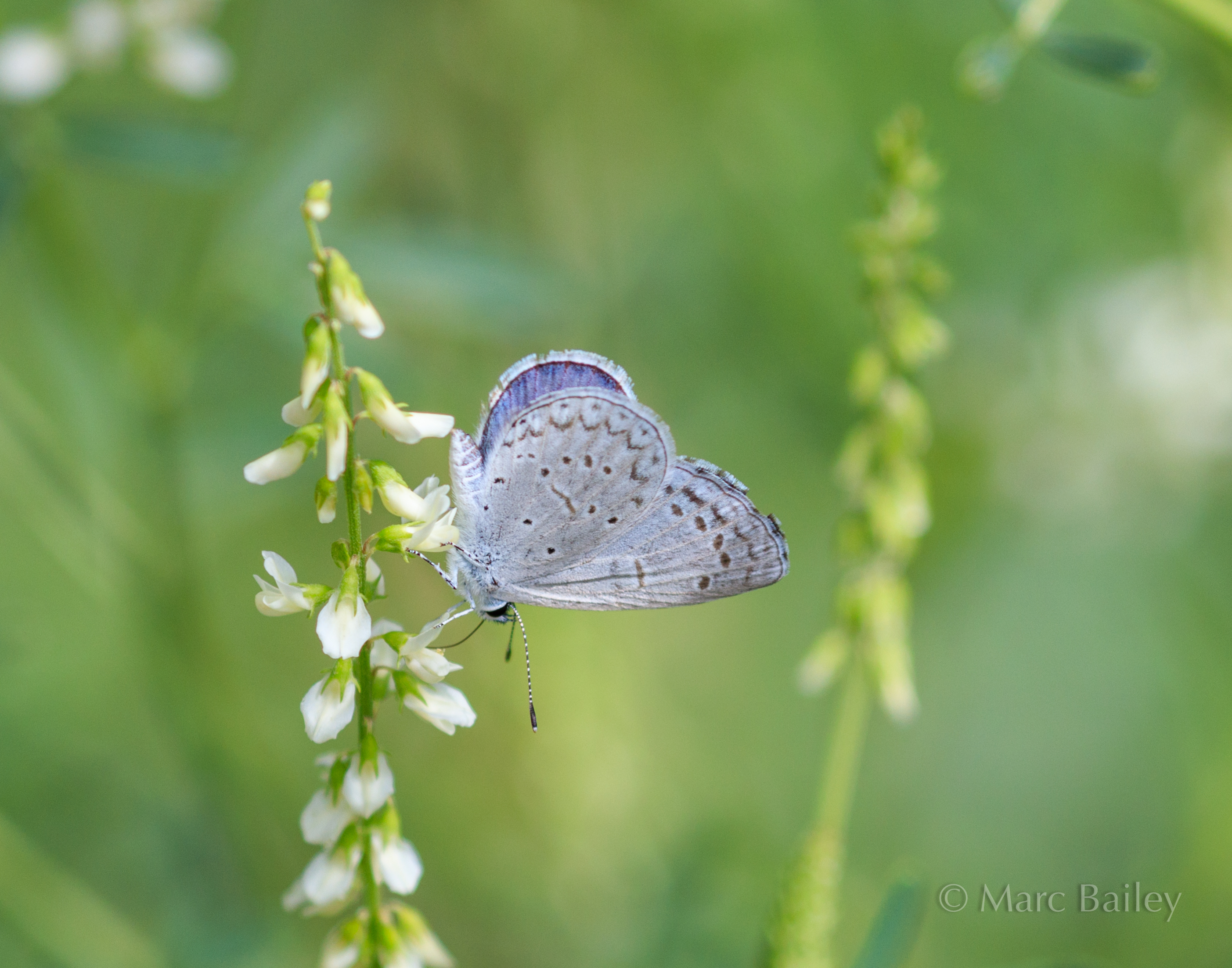Sighting 1228451 | Butterflies and Moths of North America