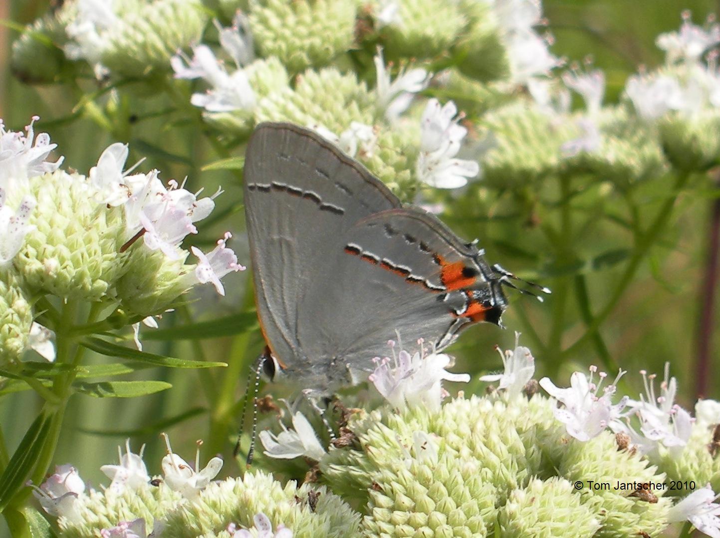 Gray Hairstreak Strymon melinus (Hübner, 1818) | Butterflies and Moths ...