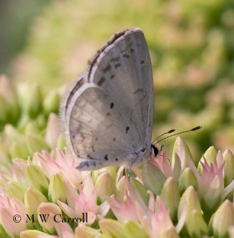 Summer Azure Celastrina neglecta (W.H. Edwards, 1862) | Butterflies and ...