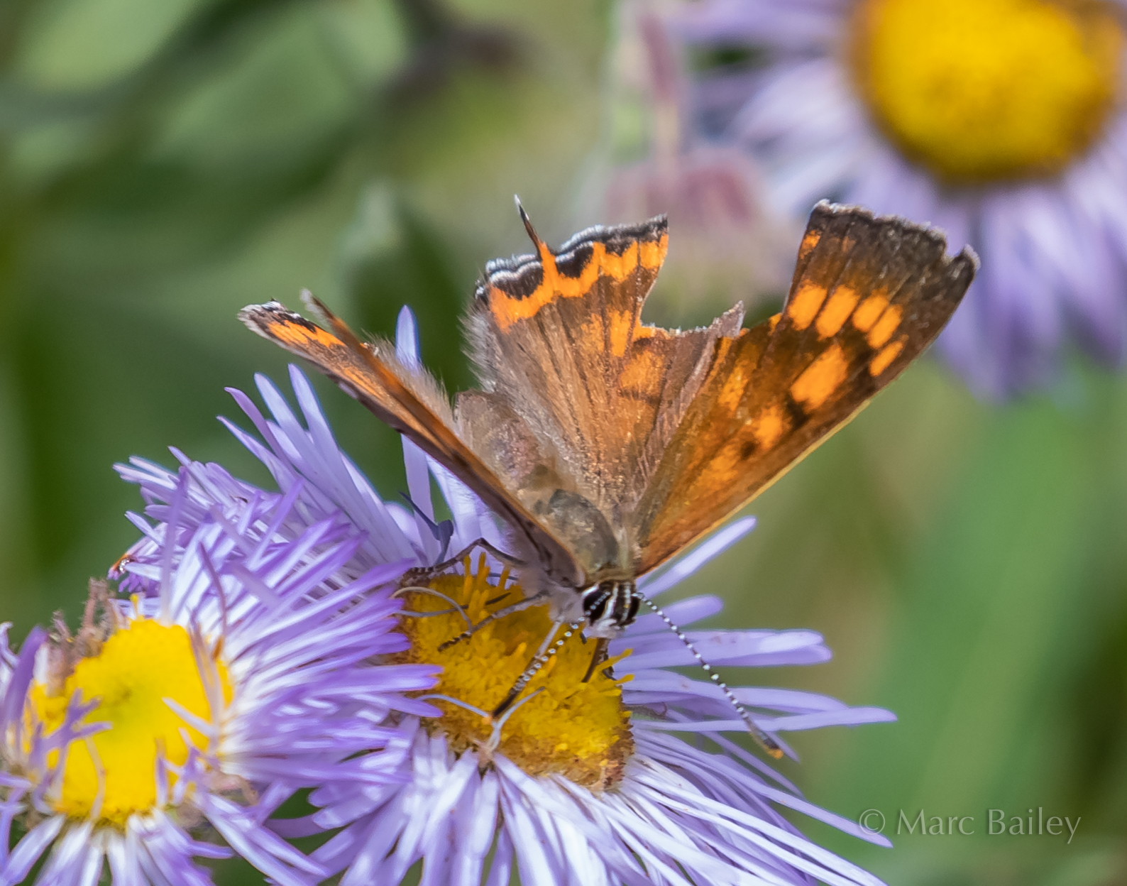 Sighting 1261068 | Butterflies and Moths of North America