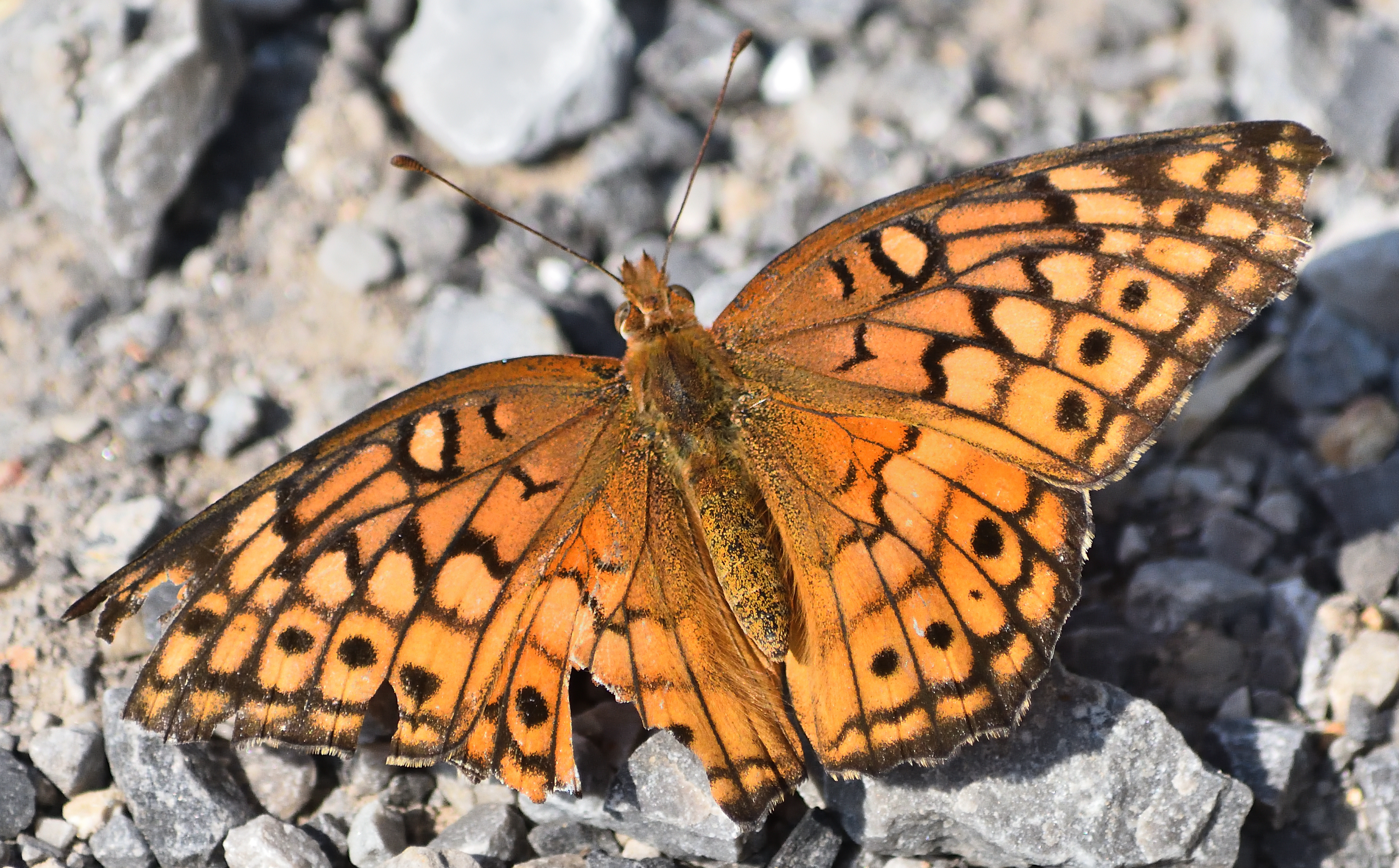 Sighting 1188756 | Butterflies and Moths of North America
