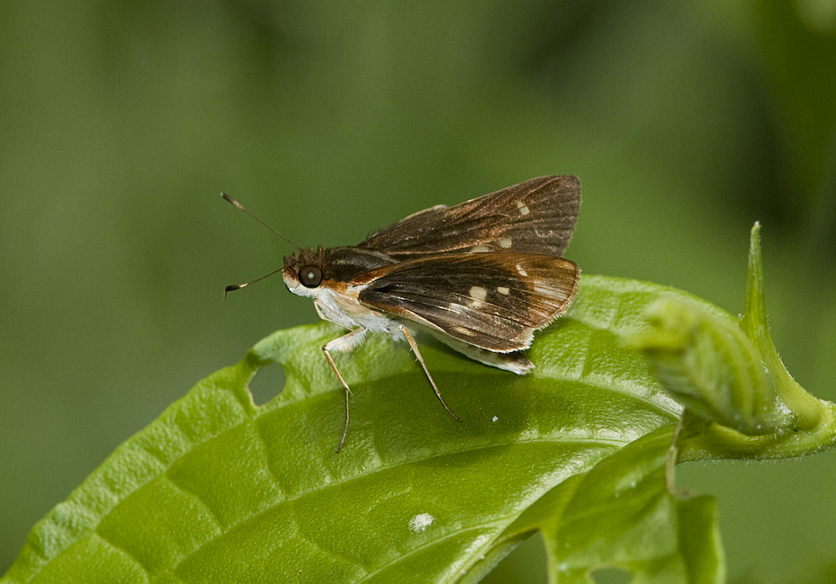 Butterfly, Moth, and Caterpillar Photographs from Chiapas | Butterflies ...