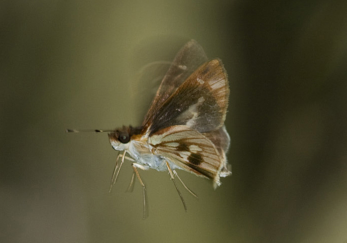 Butterfly, Moth, and Caterpillar Photographs from Chiapas | Butterflies ...