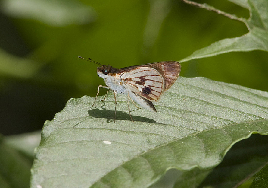 Butterfly, Moth, and Caterpillar Photographs from Chiapas | Butterflies ...