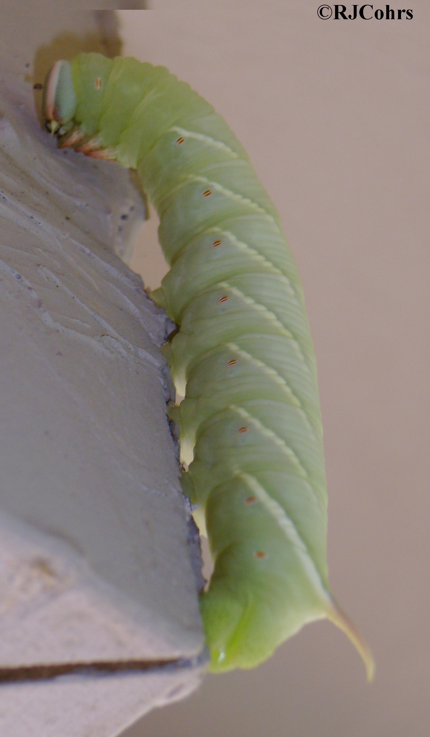 Waved sphinx Ceratomia undulosa (Walker, 1856) | Butterflies and Moths ...