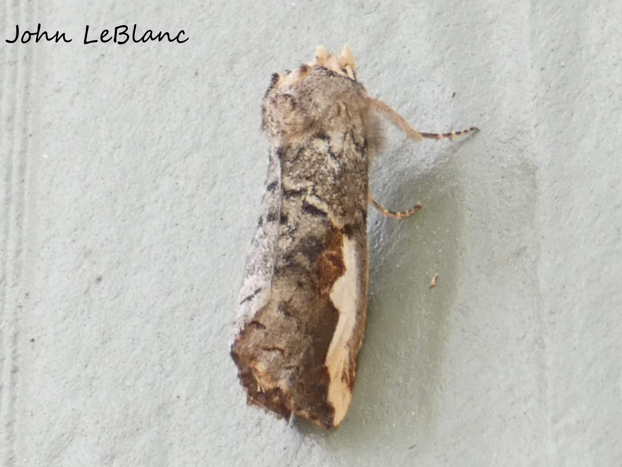 Sighting 1421562 | Butterflies and Moths of North America