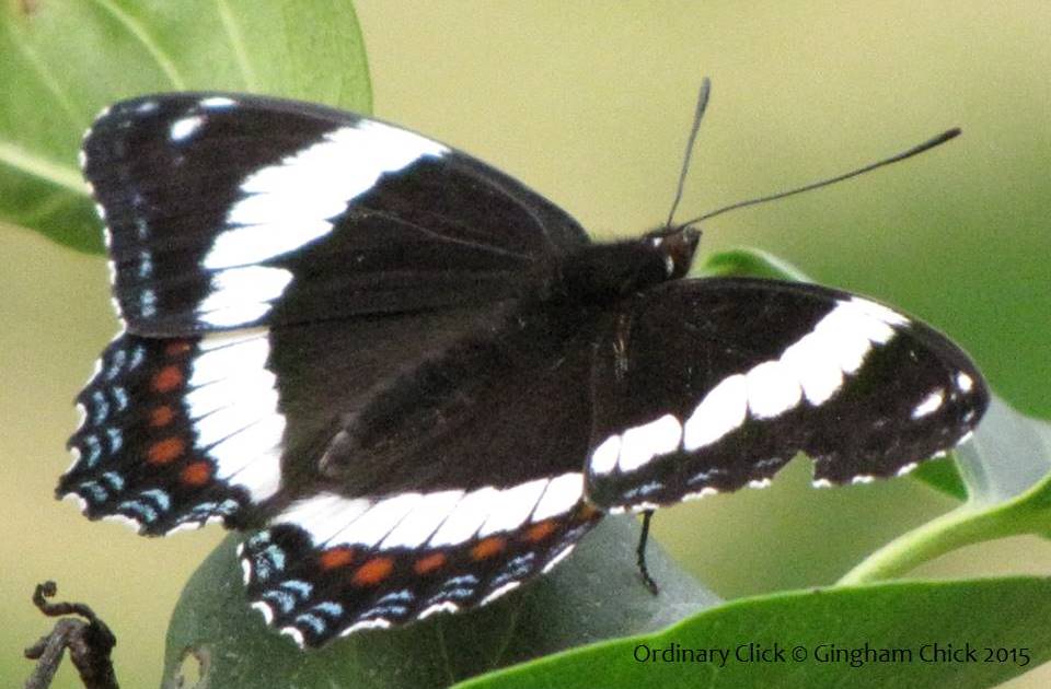 Butterfly, Moth, and Caterpillar Photographs from Hubbard County ...