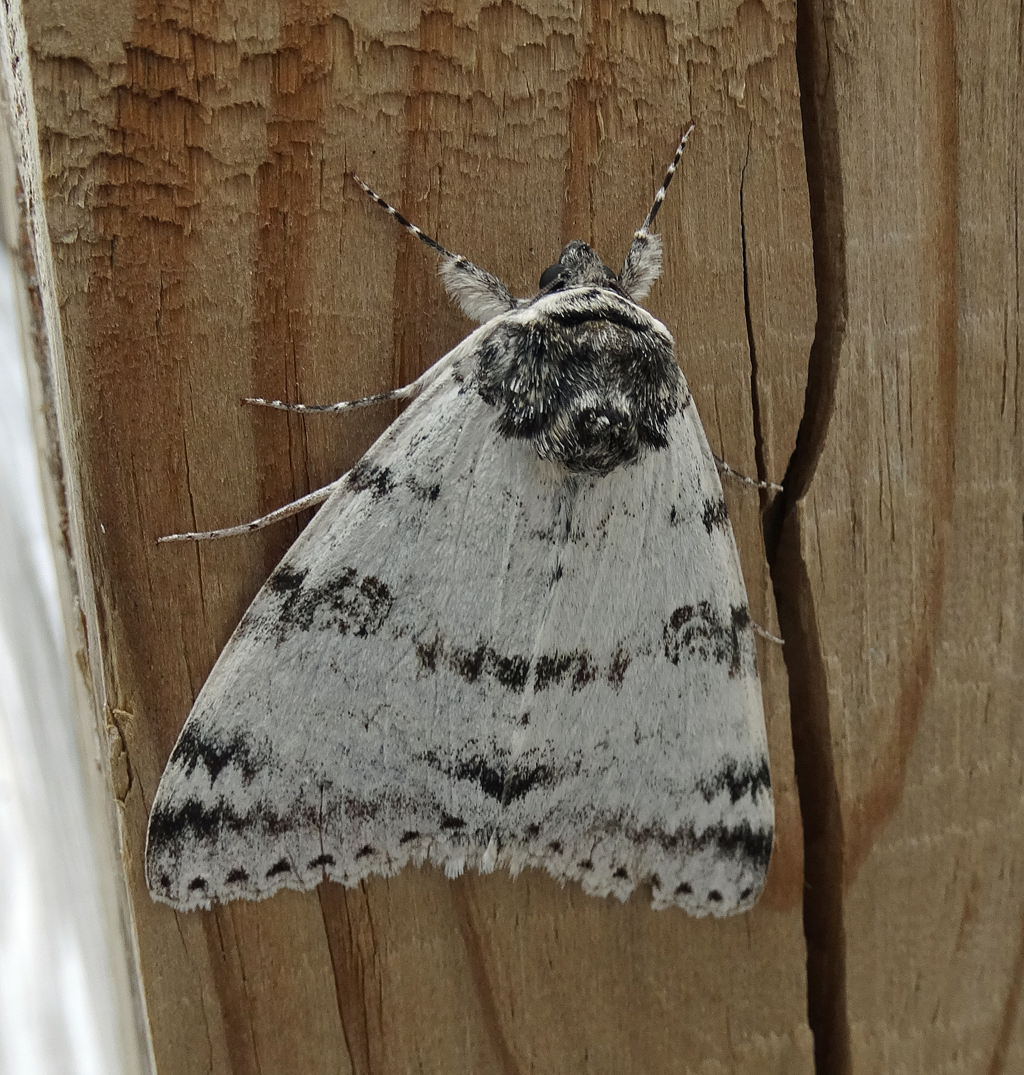 Sighting 1248094 | Butterflies and Moths of North America