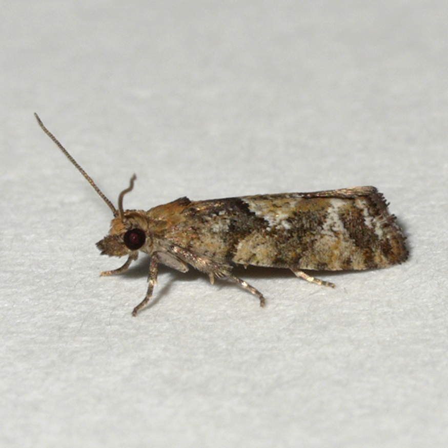 Recently Shared Photographs | Butterflies and Moths of North America