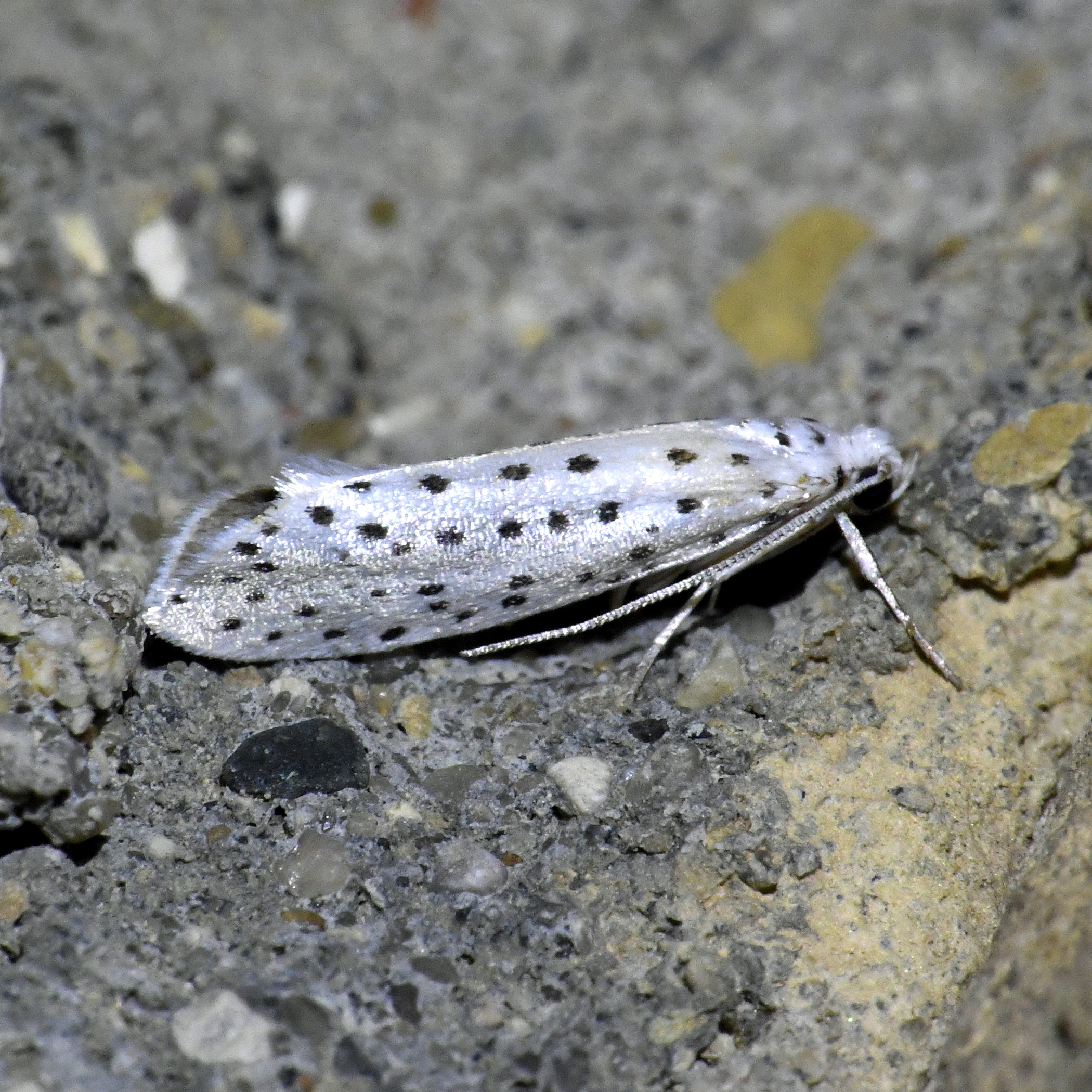 Sighting 1418765 | Butterflies and Moths of North America