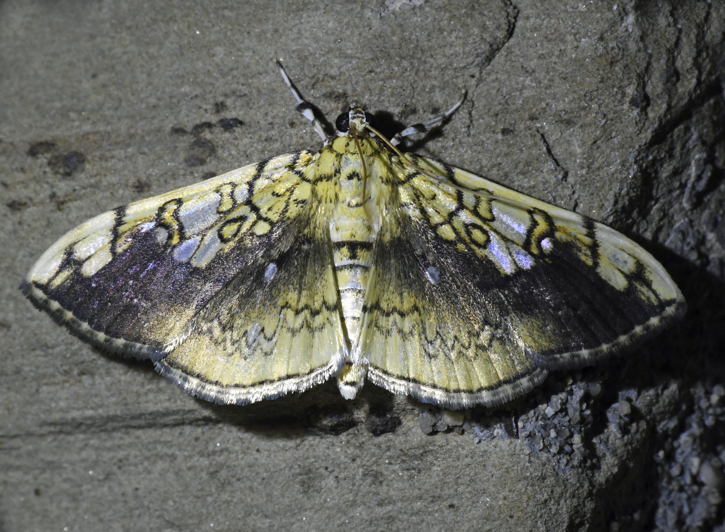 Sighting 1418626 | Butterflies and Moths of North America