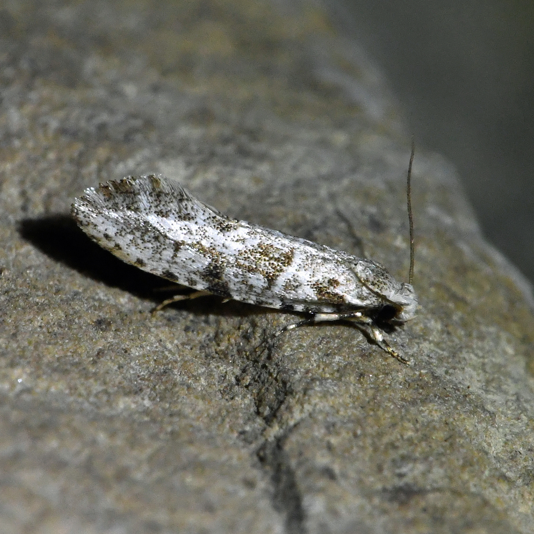 Sighting 1418767 | Butterflies and Moths of North America