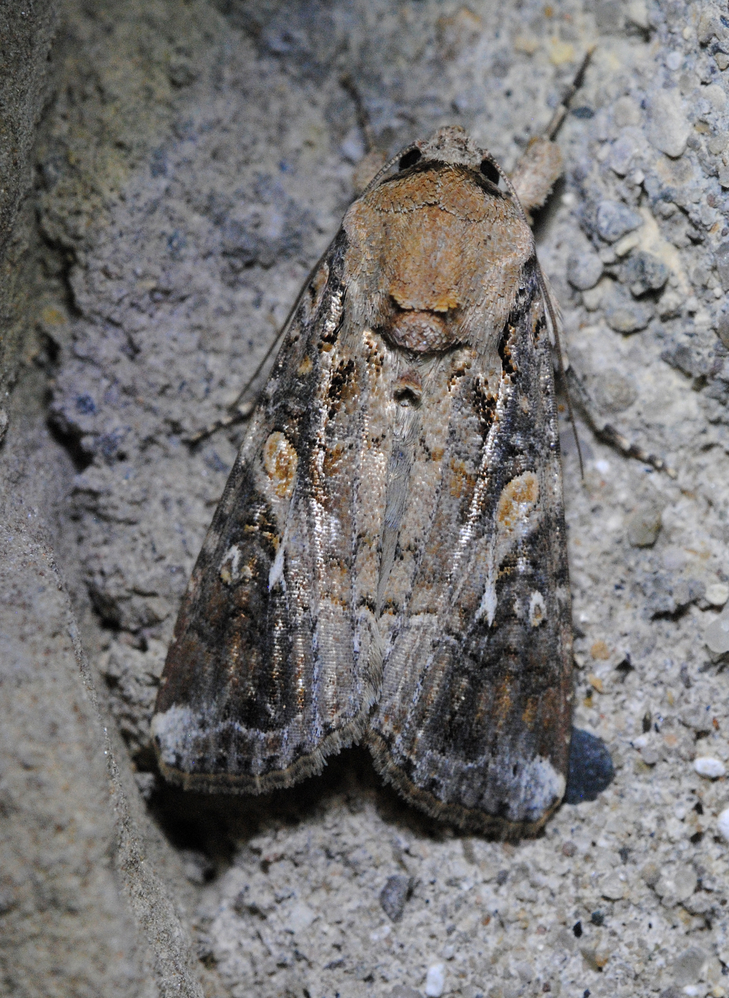 Sighting 1415468 | Butterflies and Moths of North America