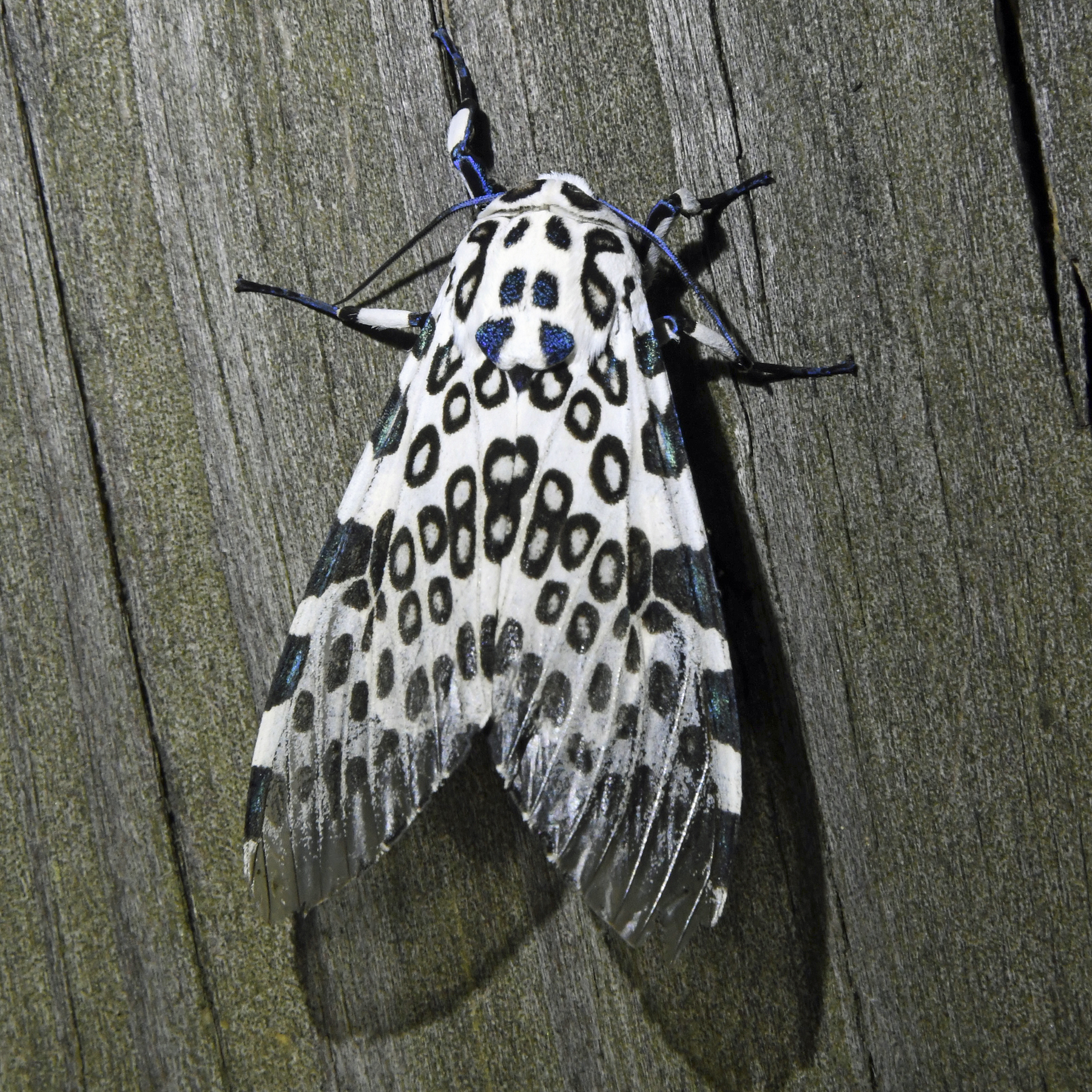 Sighting 1417291 | Butterflies and Moths of North America