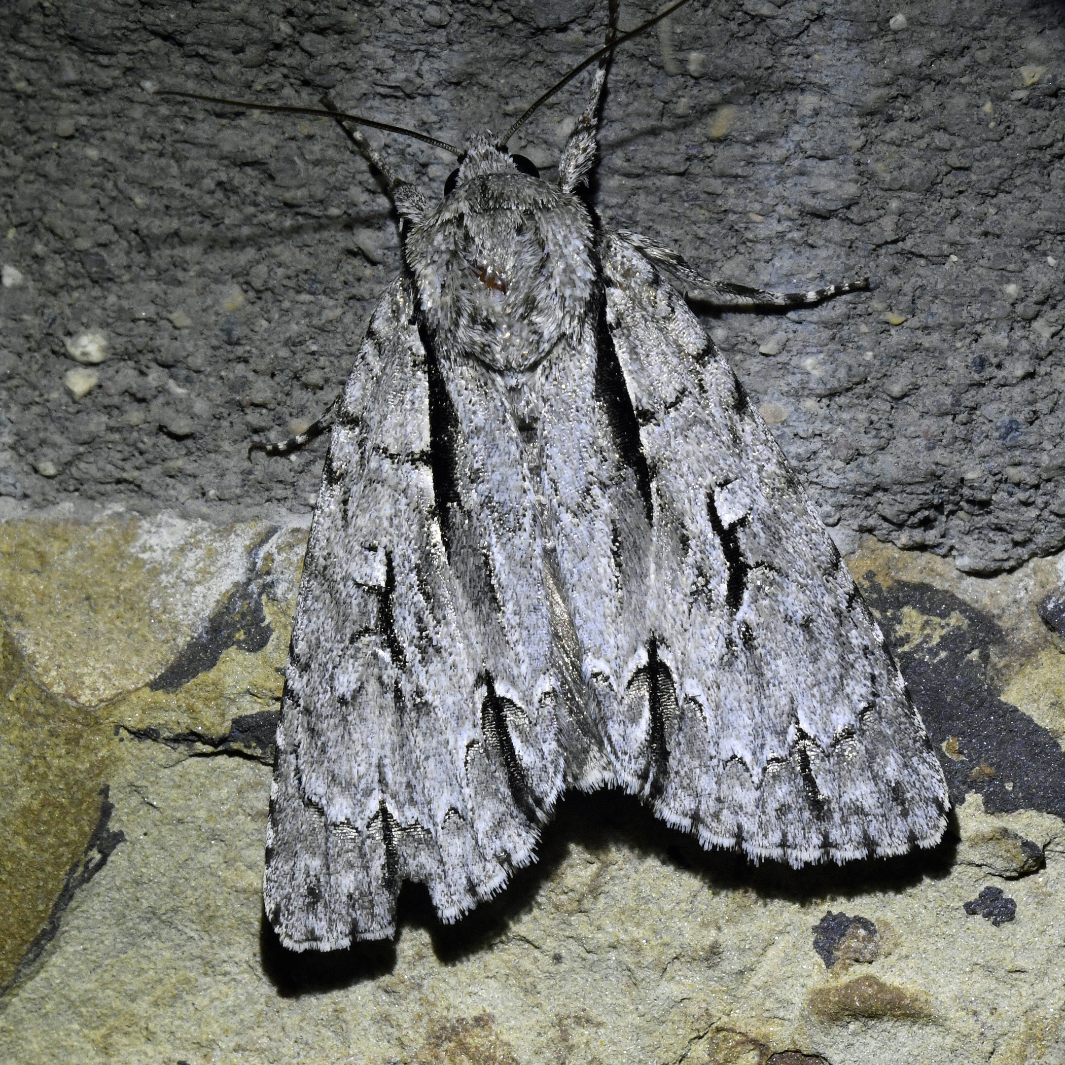 Sighting 1418764 | Butterflies and Moths of North America