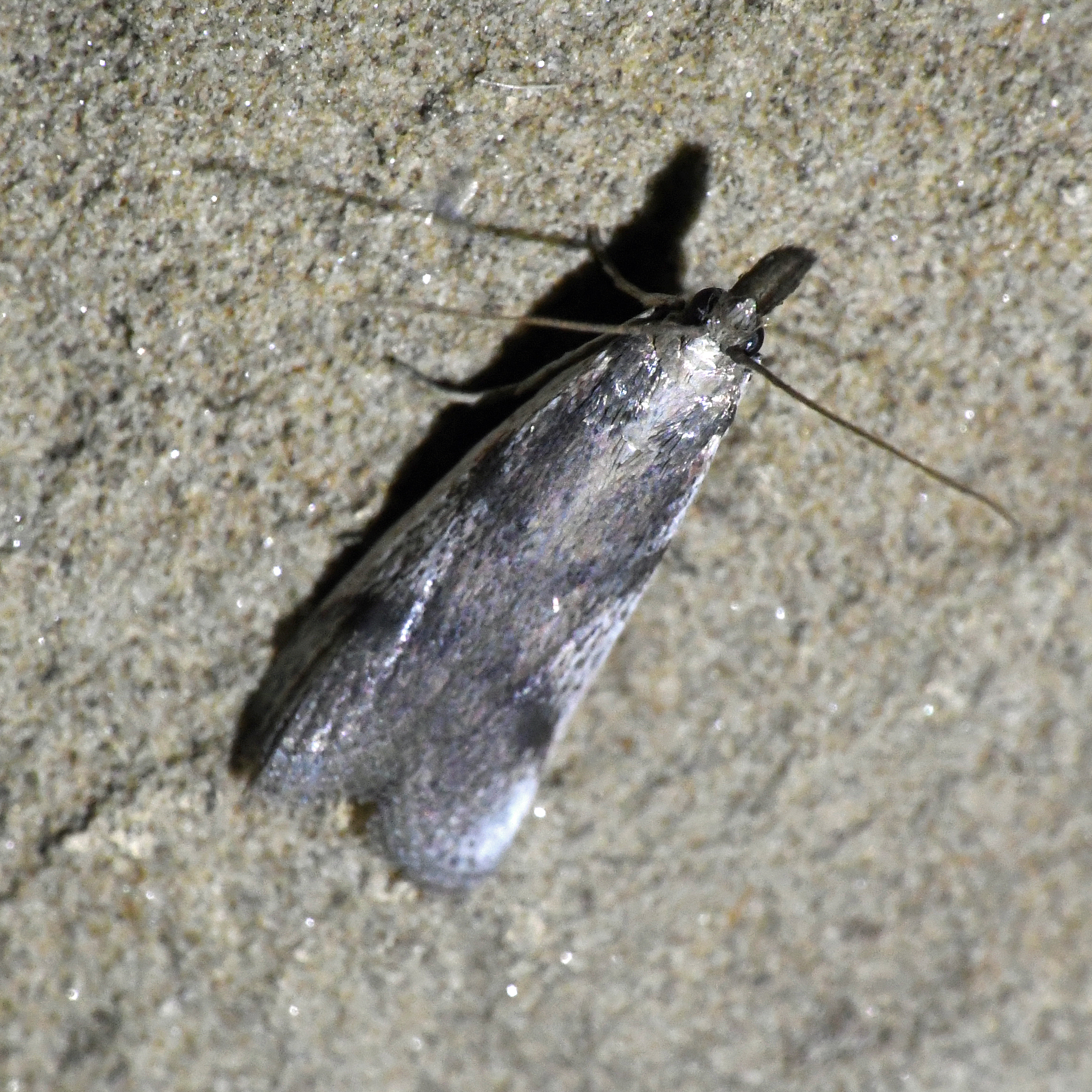 Sighting 1419293 | Butterflies and Moths of North America