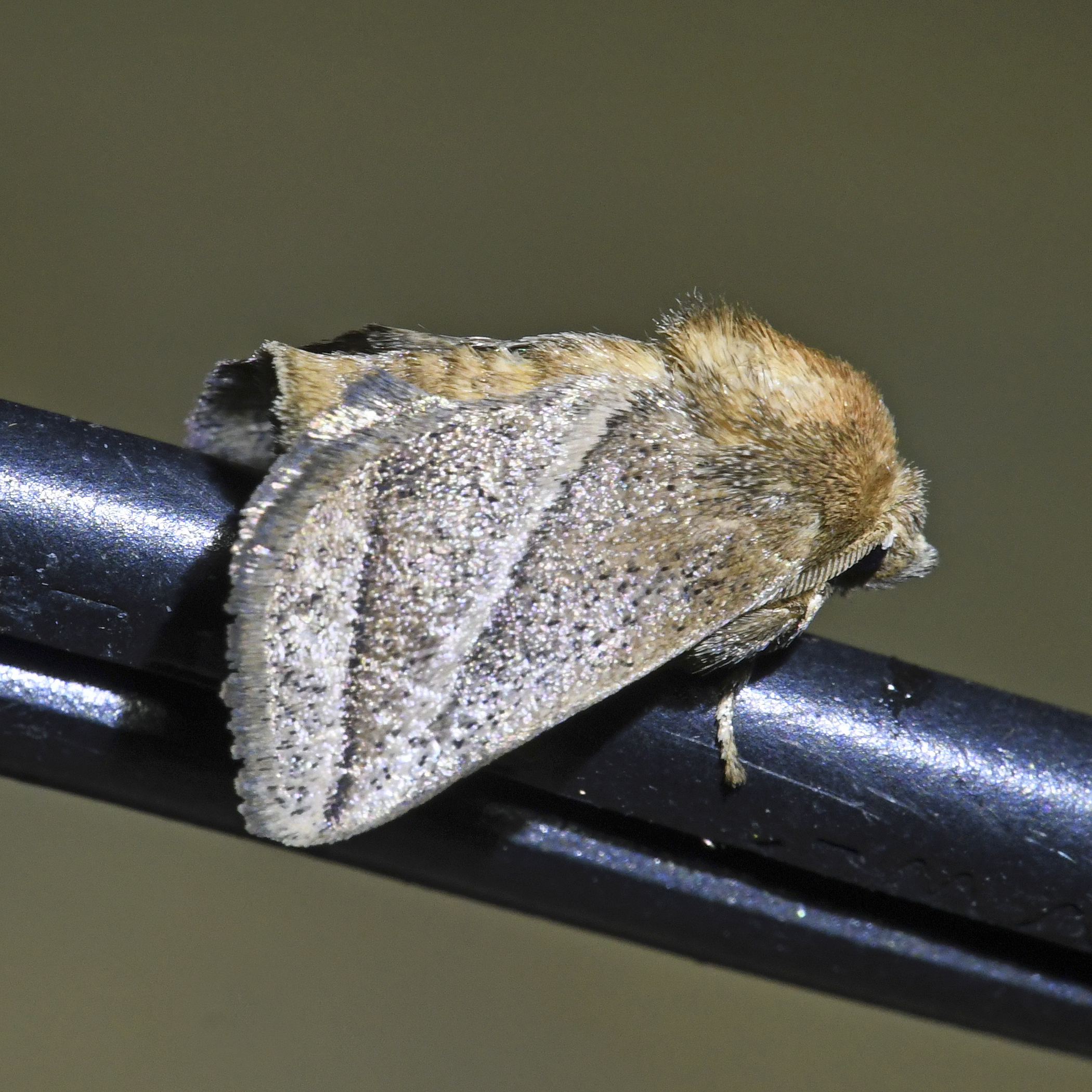 Sighting 1418766 | Butterflies and Moths of North America