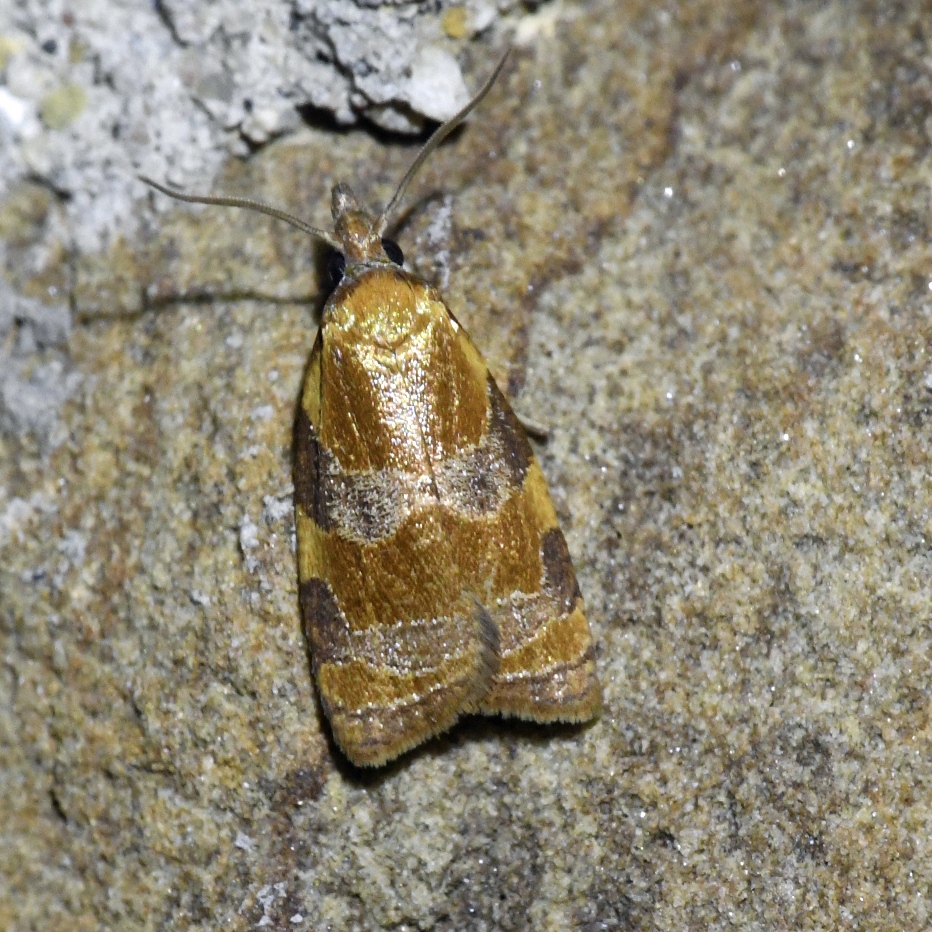 Sighting 1417829 | Butterflies and Moths of North America