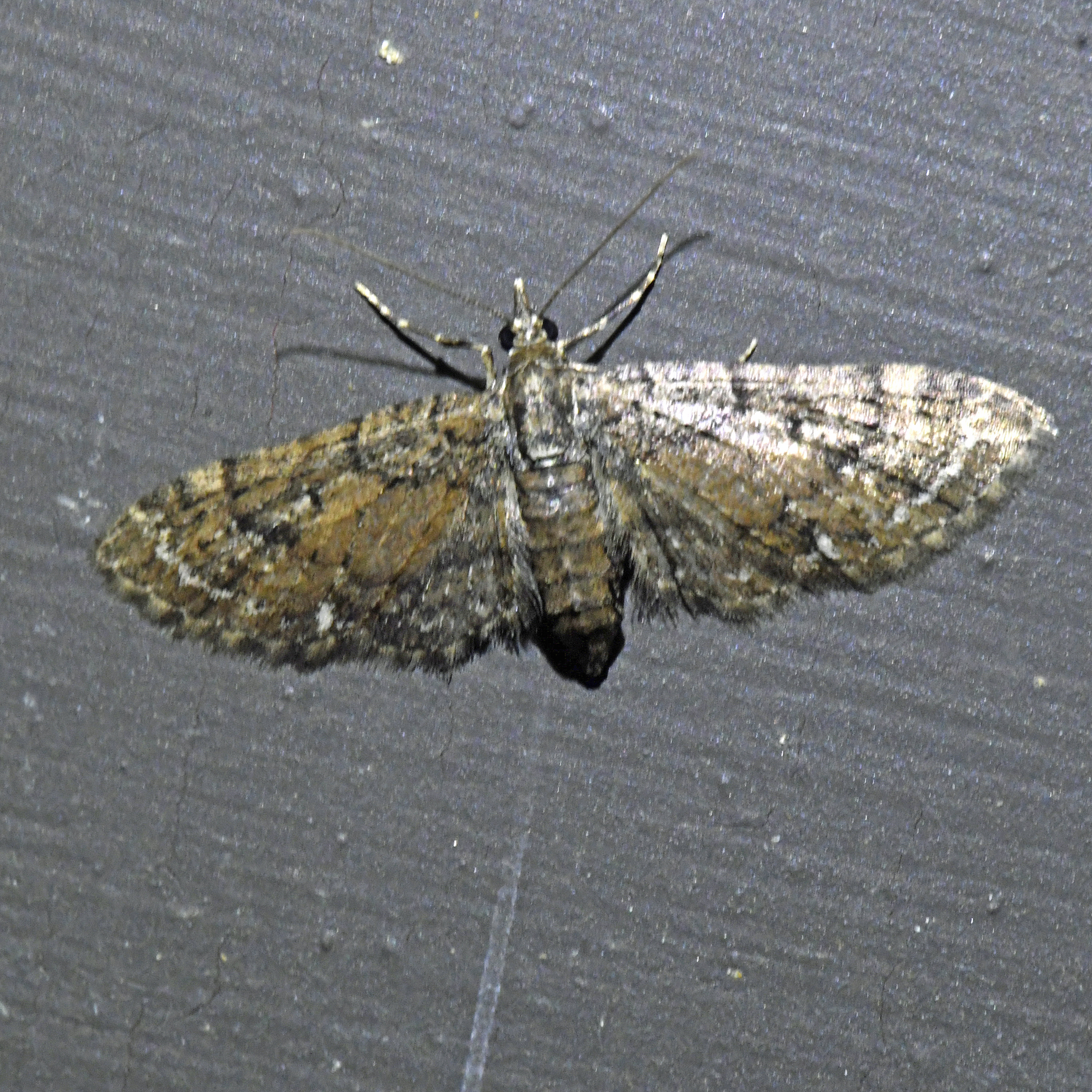 Sighting 1424213 | Butterflies and Moths of North America