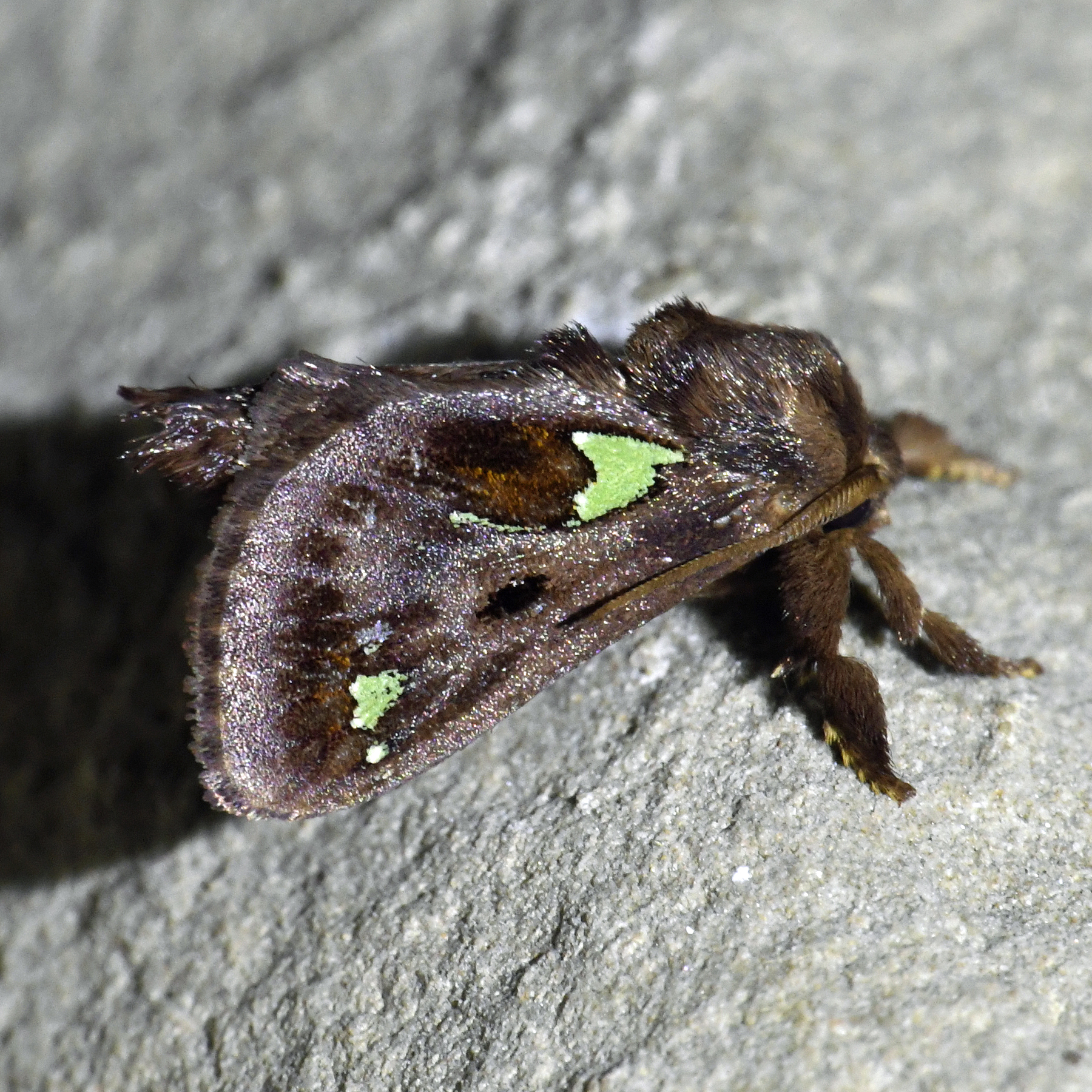 Sighting 1417831 | Butterflies and Moths of North America