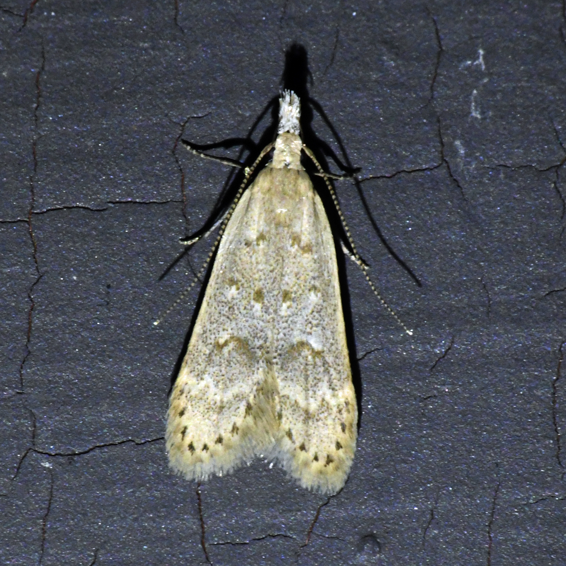 Sighting 1418762 | Butterflies and Moths of North America