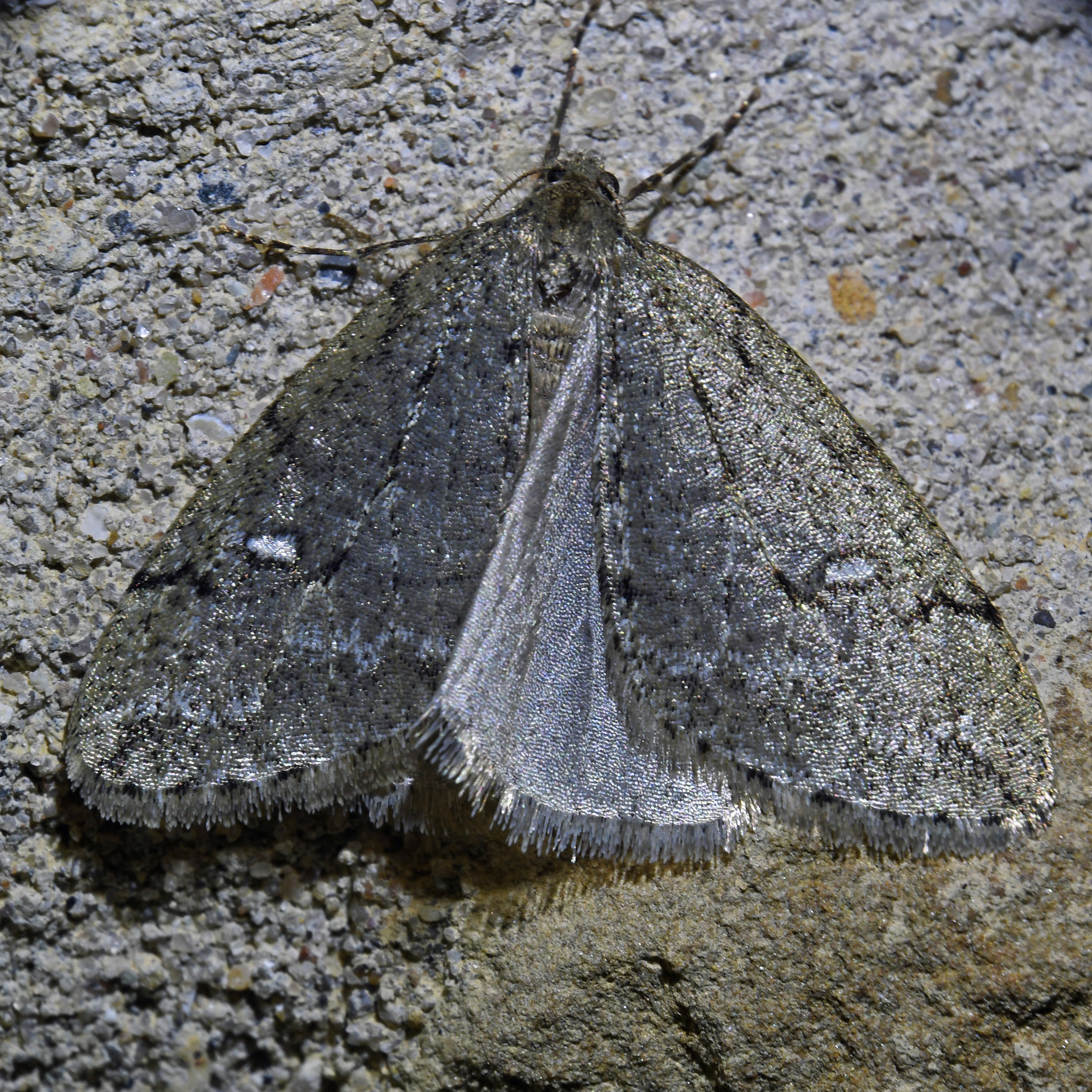 Sighting 1418629 | Butterflies and Moths of North America