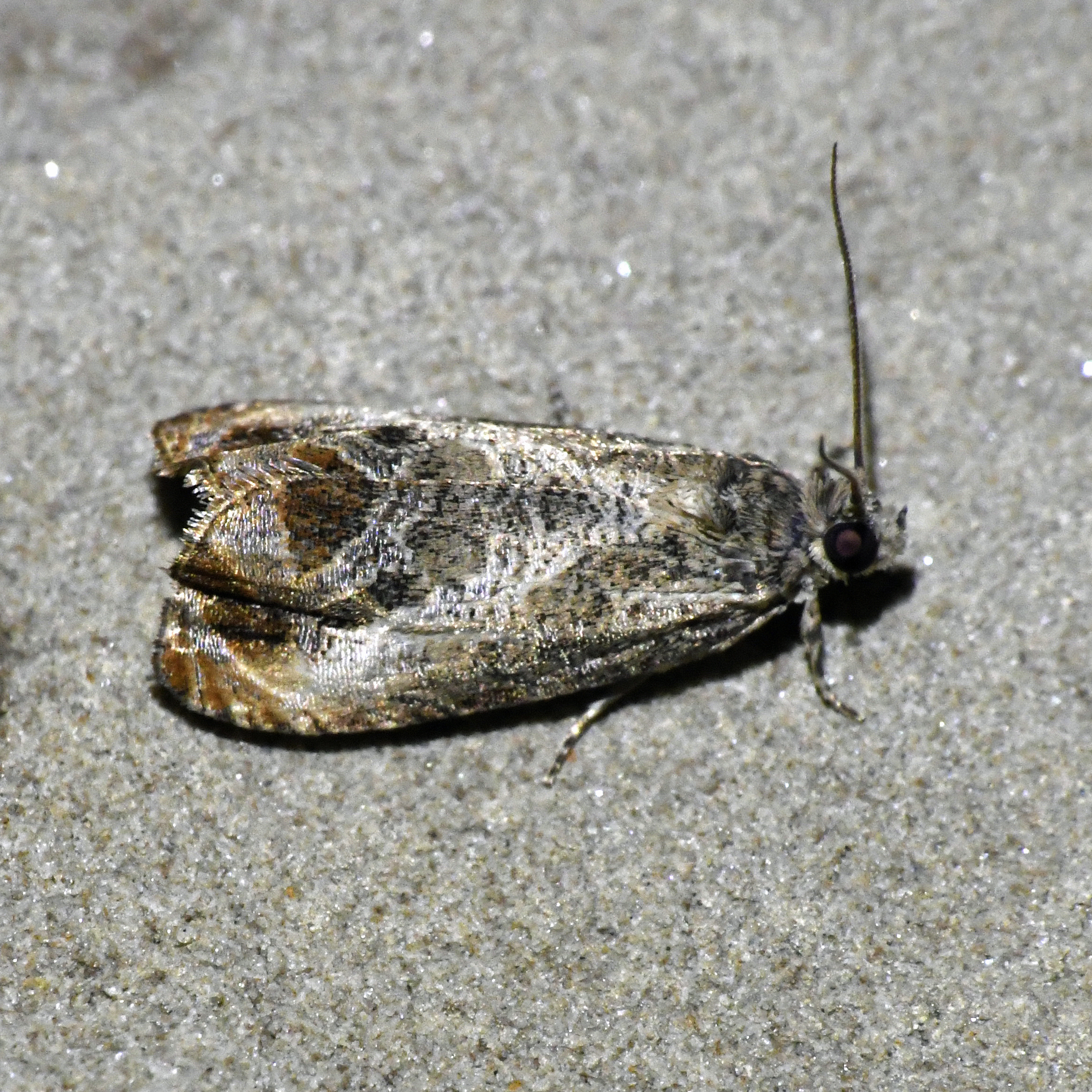 Sighting 1418718 | Butterflies and Moths of North America