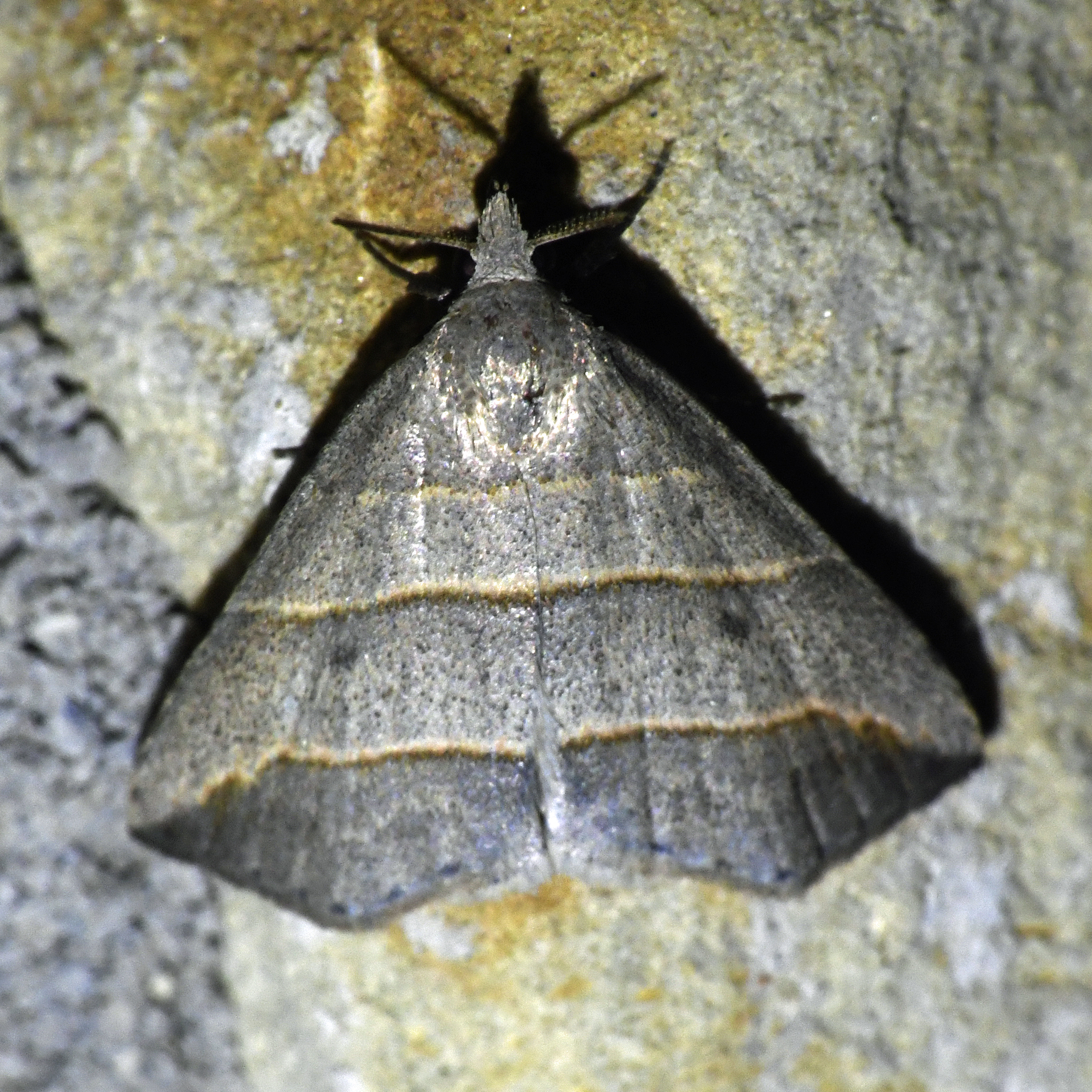 Sighting 1418650 | Butterflies and Moths of North America