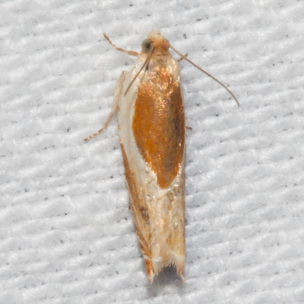 Sighting 1119596 | Butterflies and Moths of North America