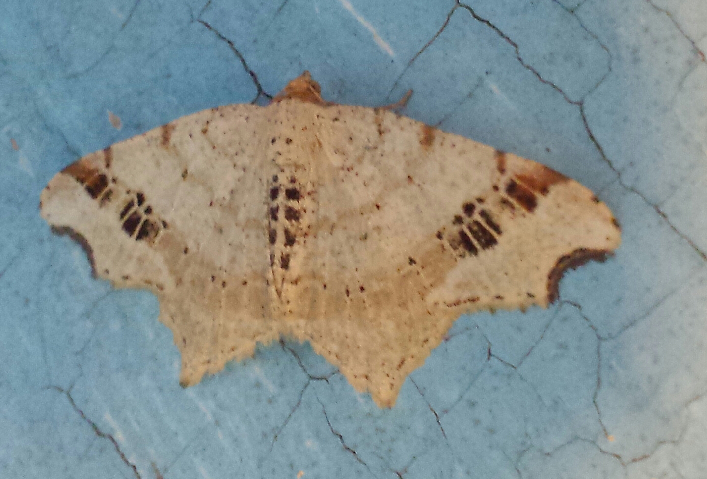 Recently Verified Sightings | Butterflies and Moths of North America