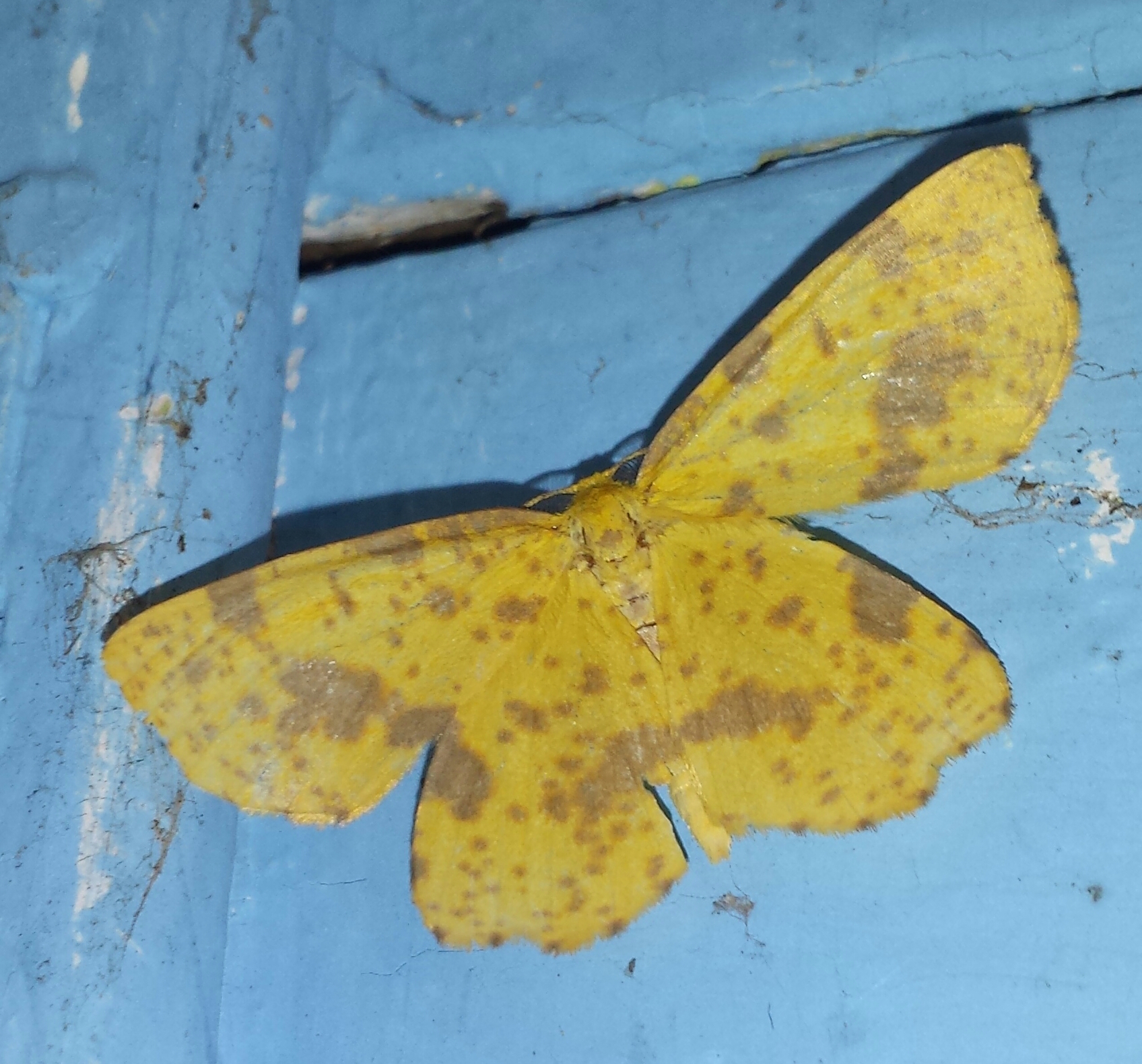 Recently Verified Sightings | Butterflies and Moths of North America