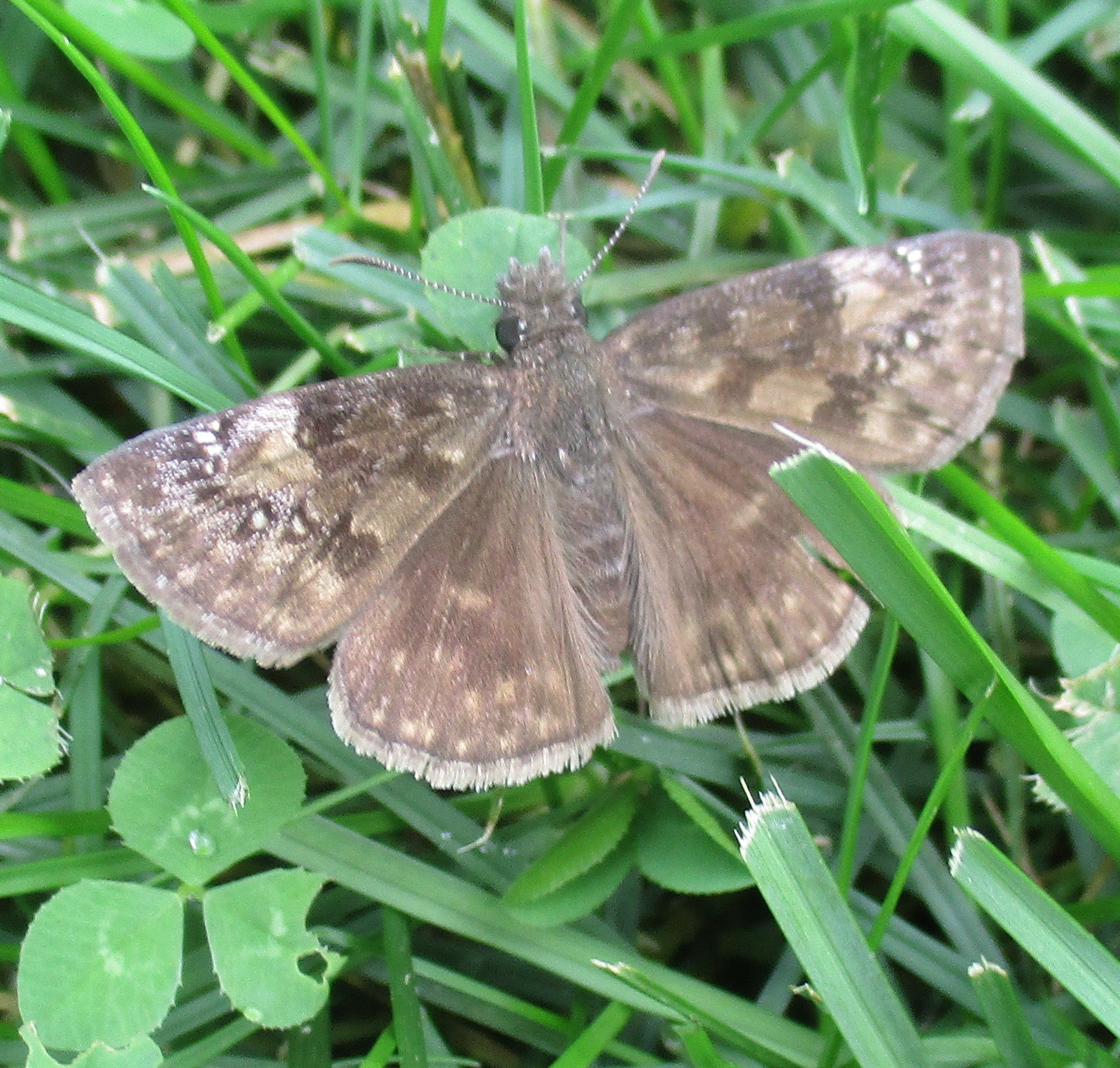 Photographs from Pennsylvania | Butterflies and Moths of North America