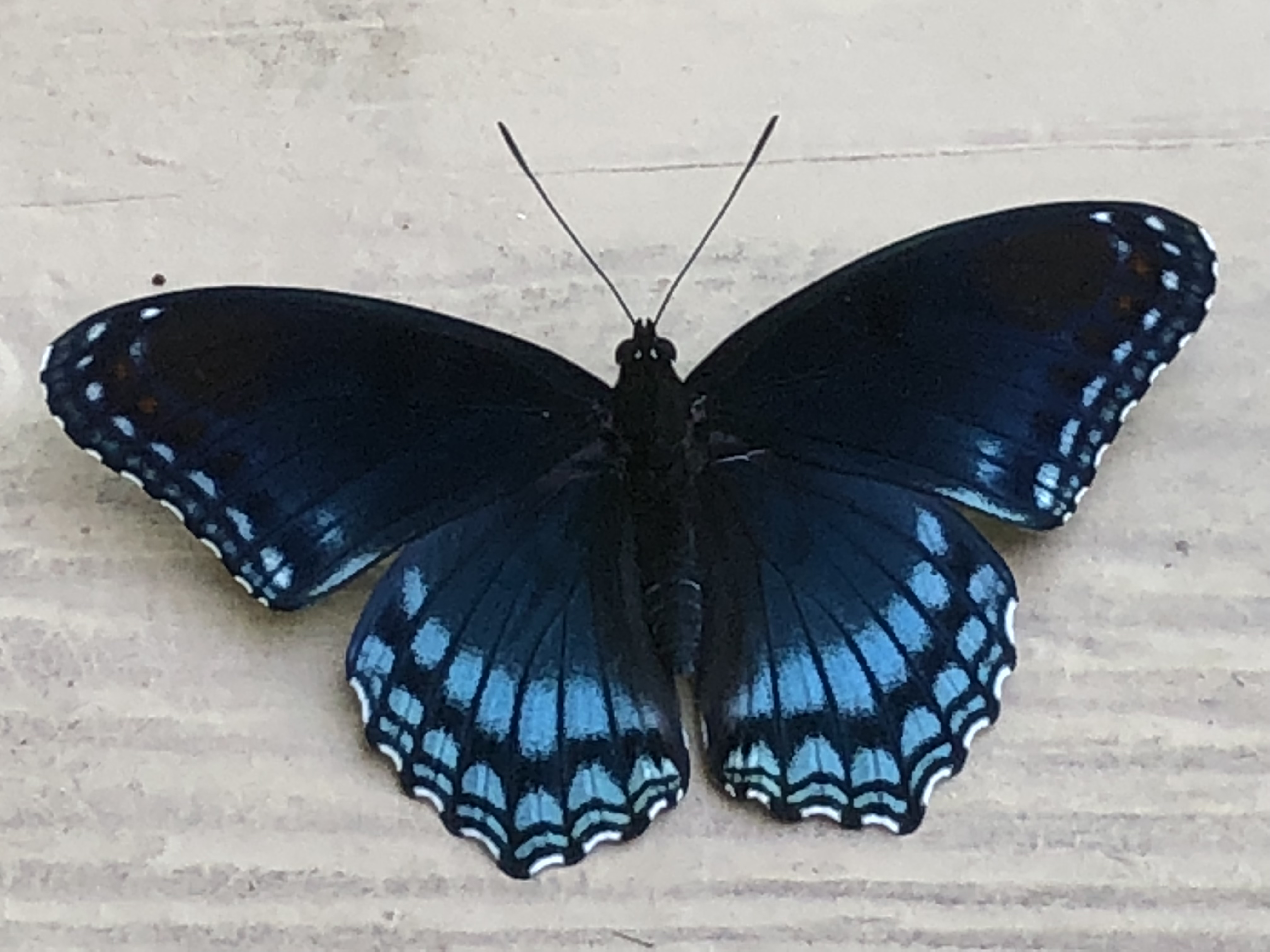 Sighting 1175268 | Butterflies and Moths of North America