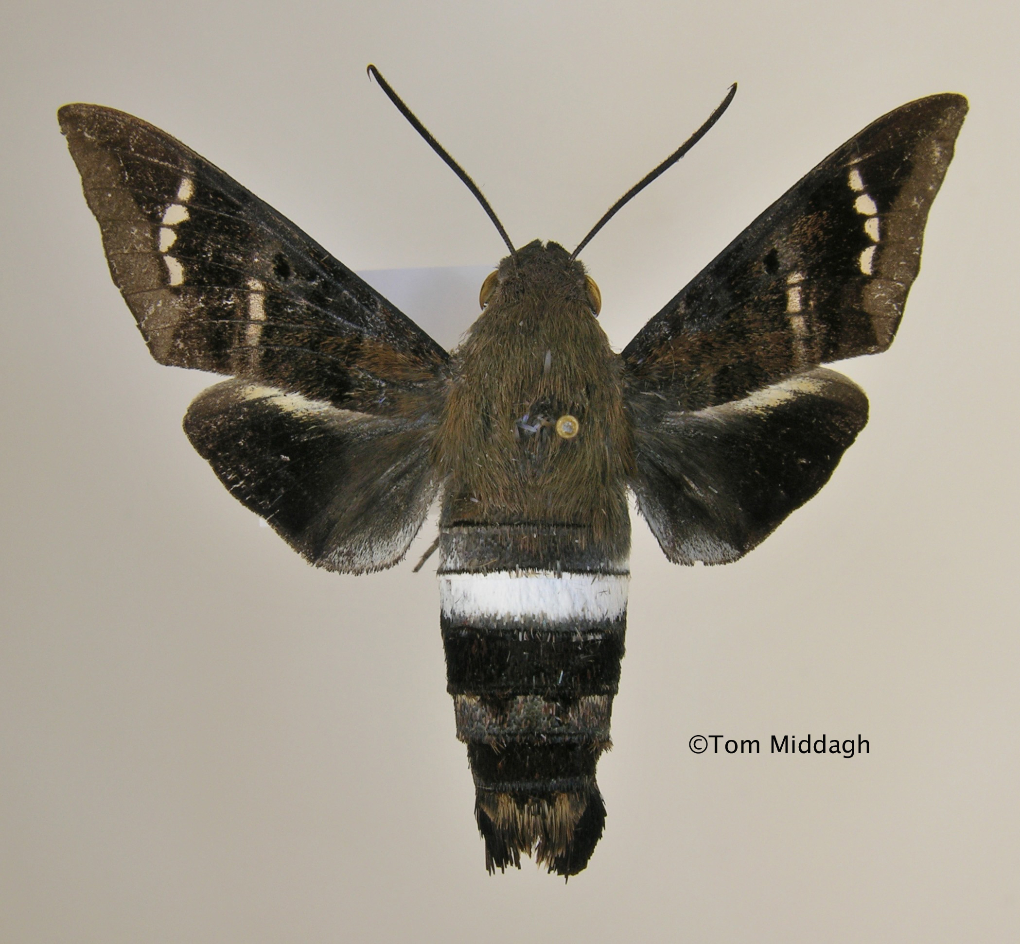 Butterfly, Moth, and Caterpillar Photographs from Nobles County ...