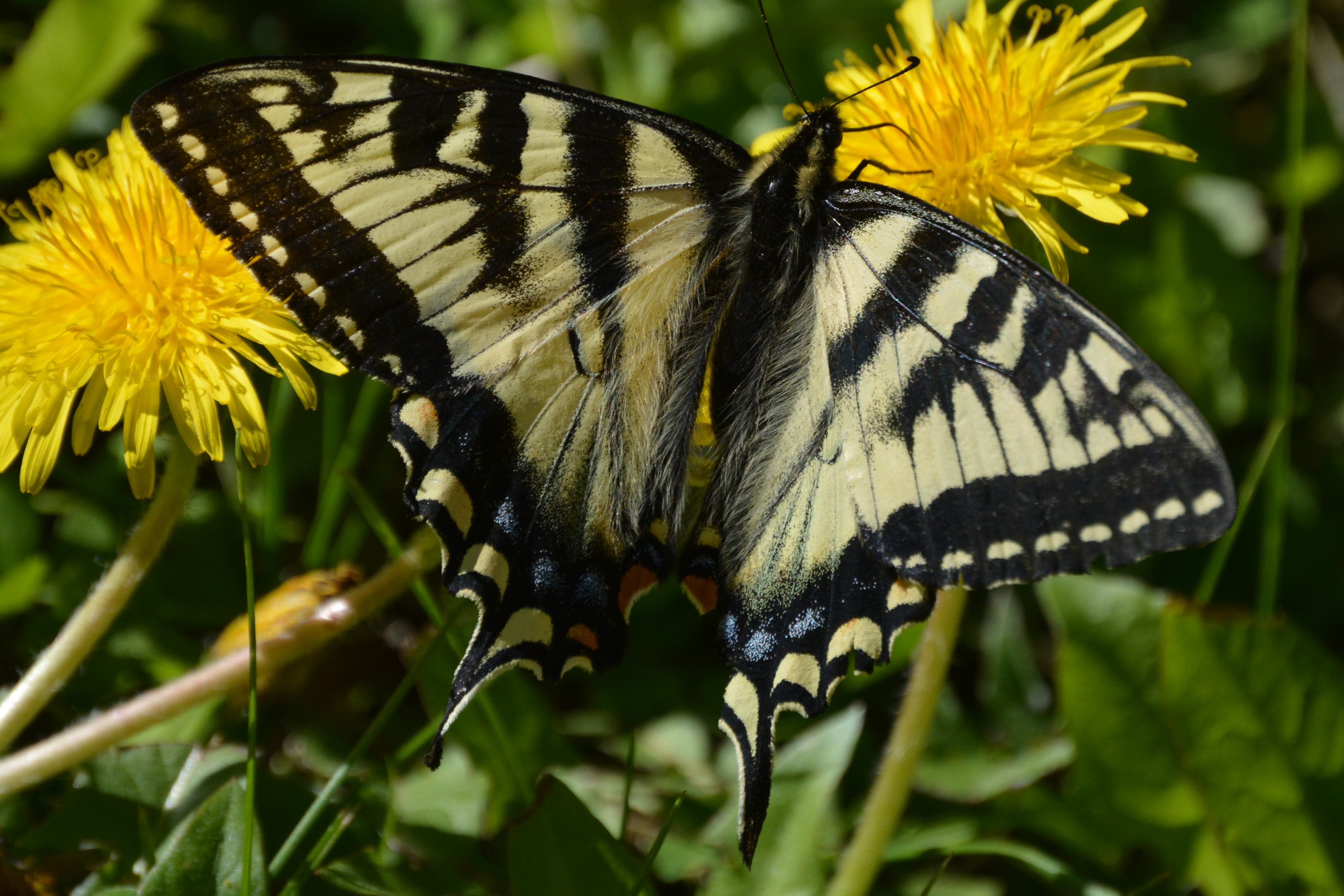 Butterfly, Moth, and Caterpillar Photographs from Alaska | Butterflies ...