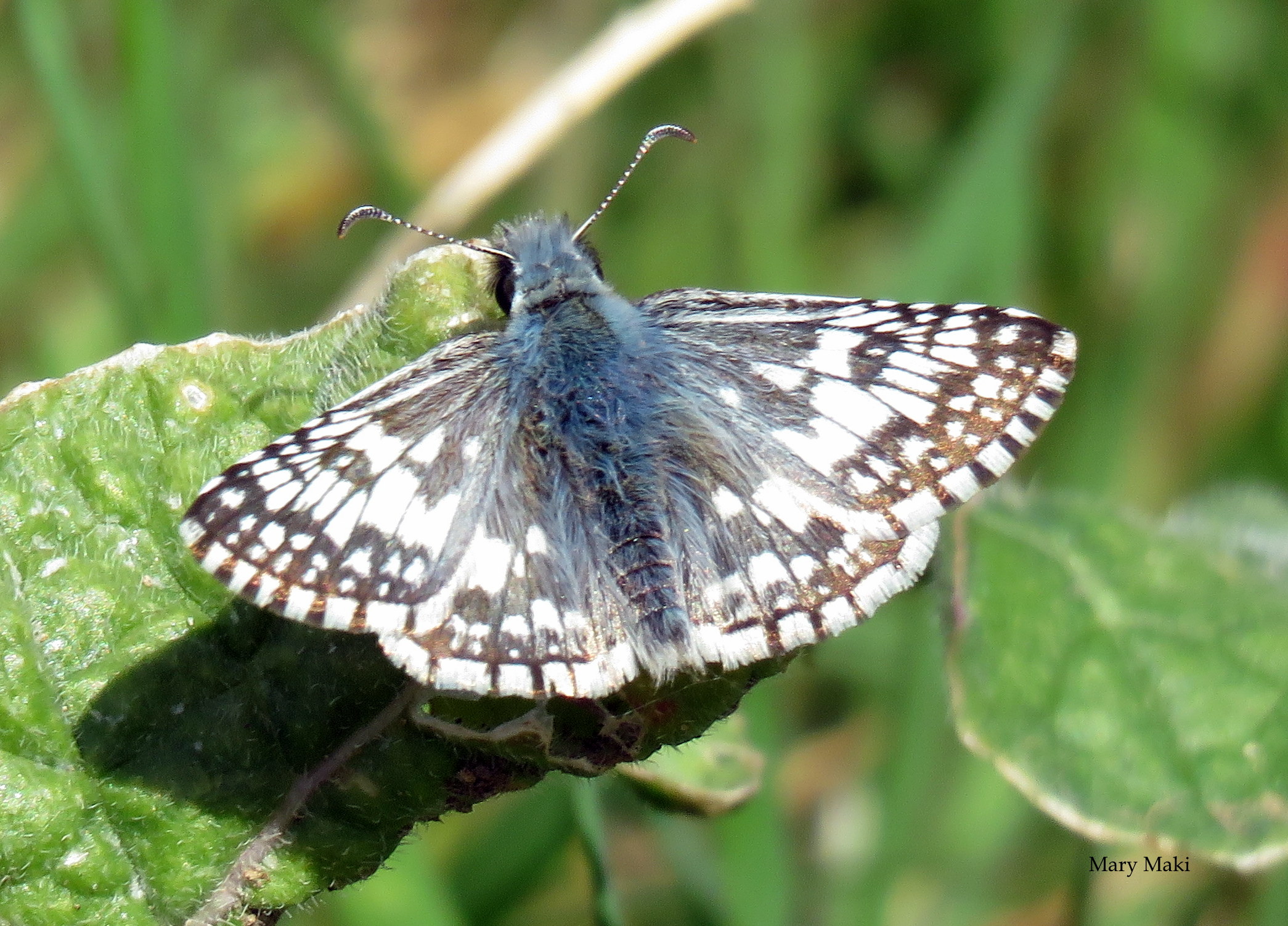 Butterfly, Moth, and Caterpillar Photographs from Los Angeles County ...