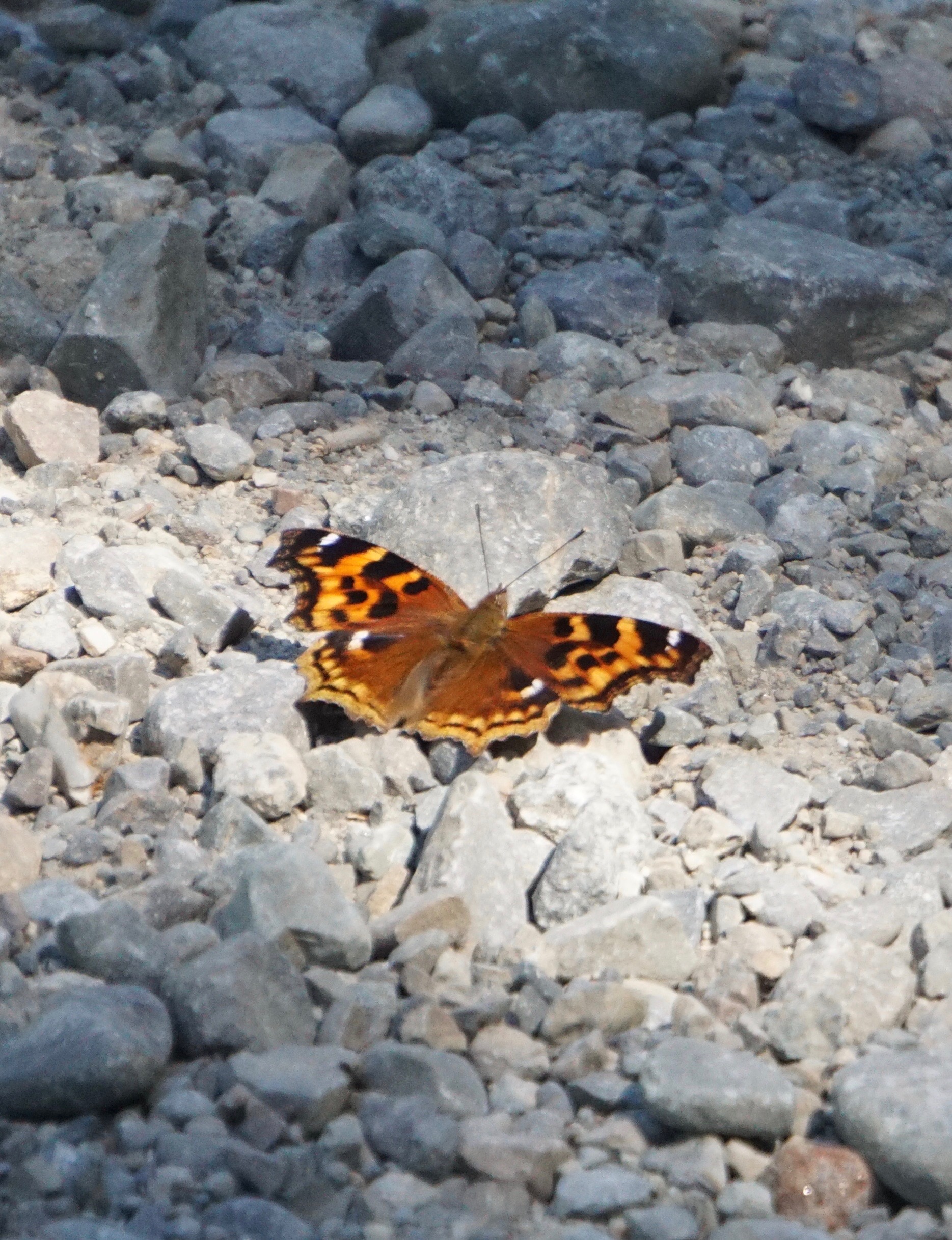 Butterfly, Moth, and Caterpillar Photographs from Kootenai County ...