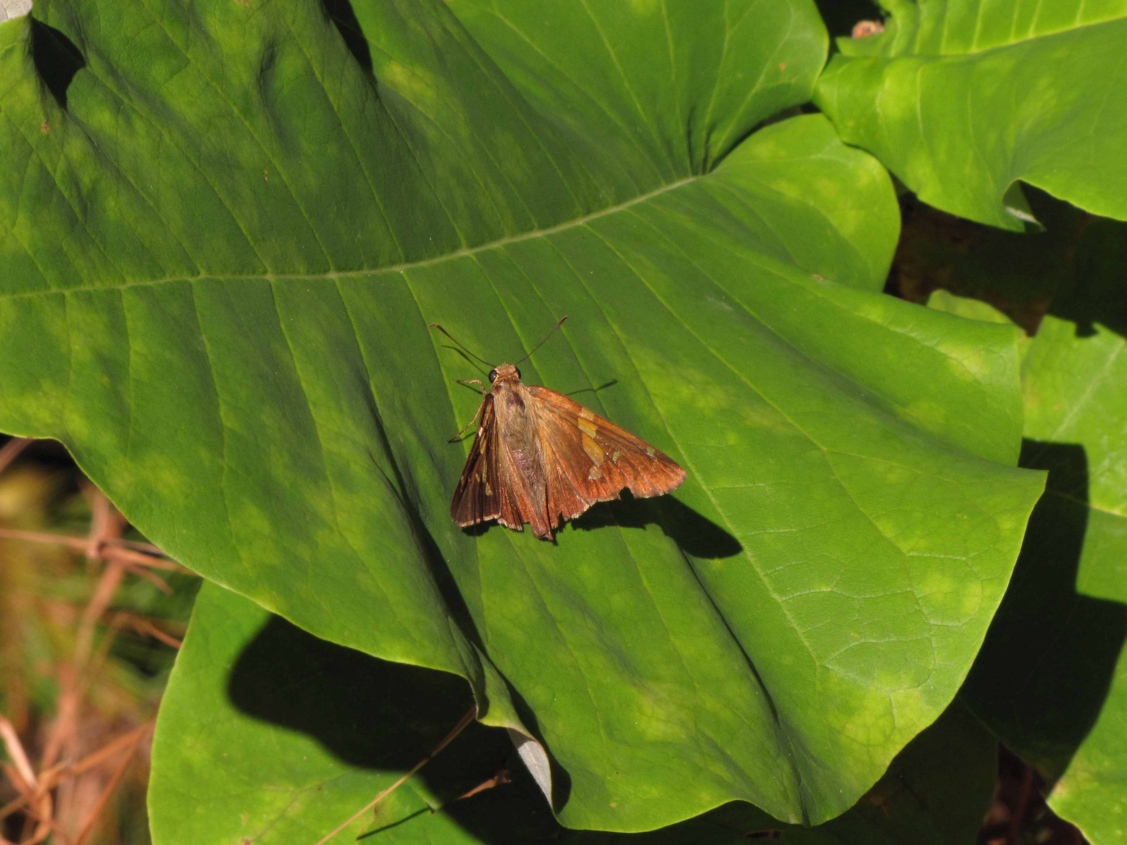 Butterfly, Moth, and Caterpillar Photographs from Tennessee ...