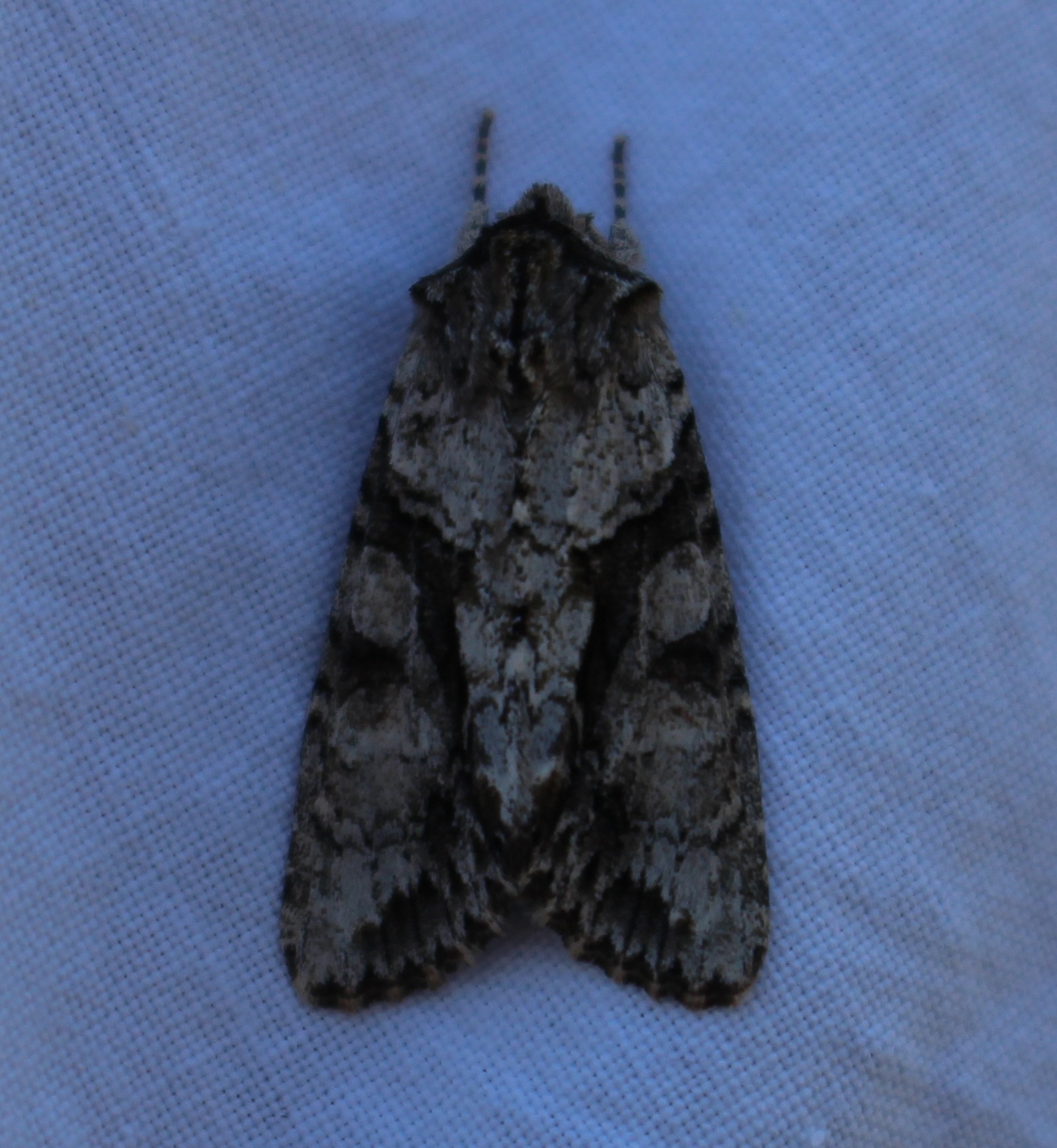 Recently Verified Sightings | Butterflies and Moths of North America