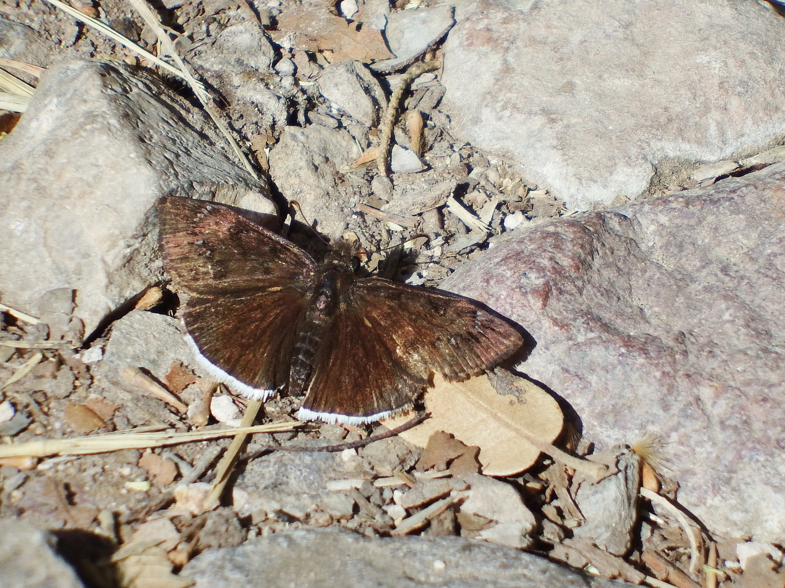 Arizona | Butterflies and Moths of North America