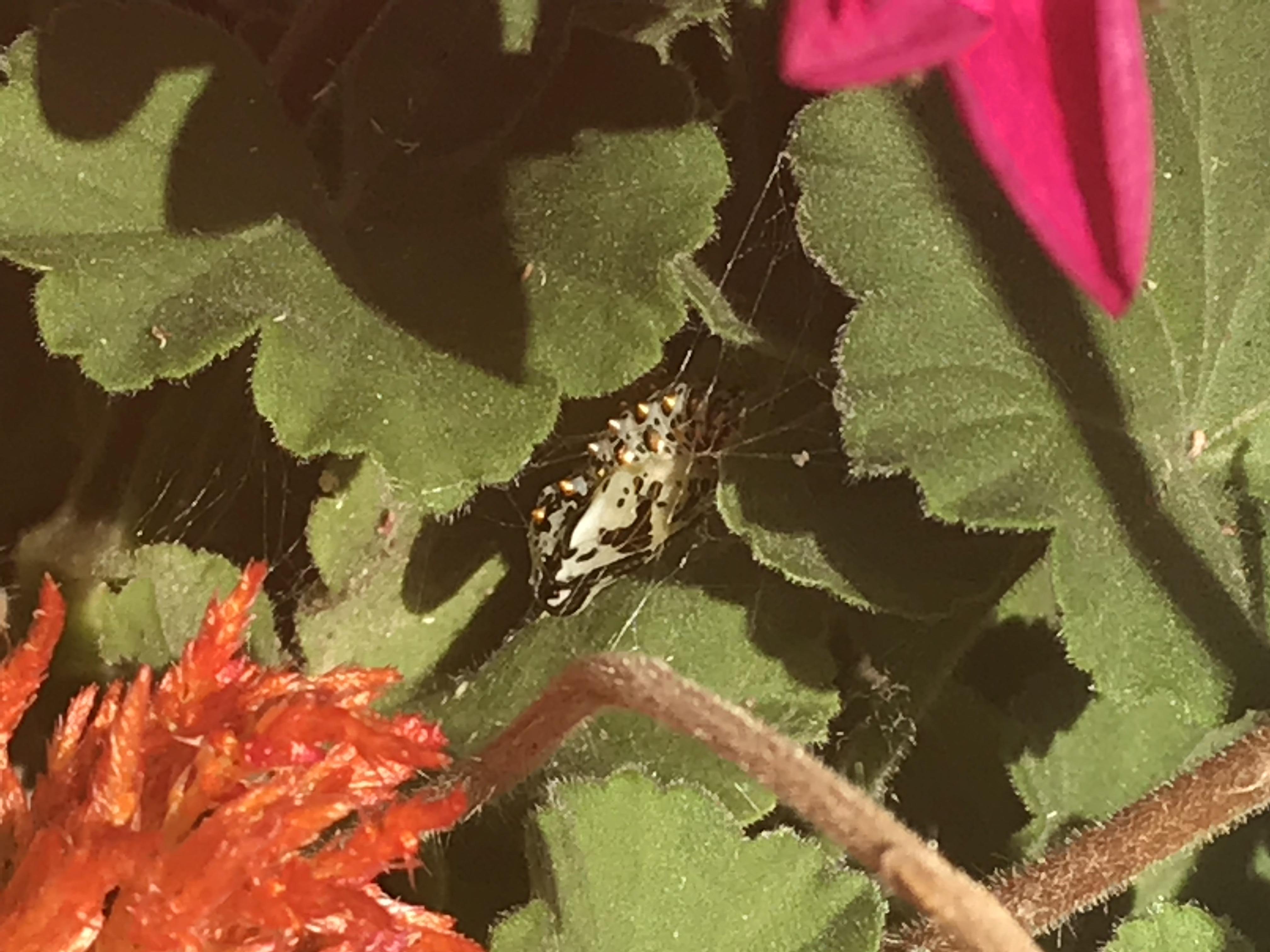 Photographs from Saskatchewan | Butterflies and Moths of North America