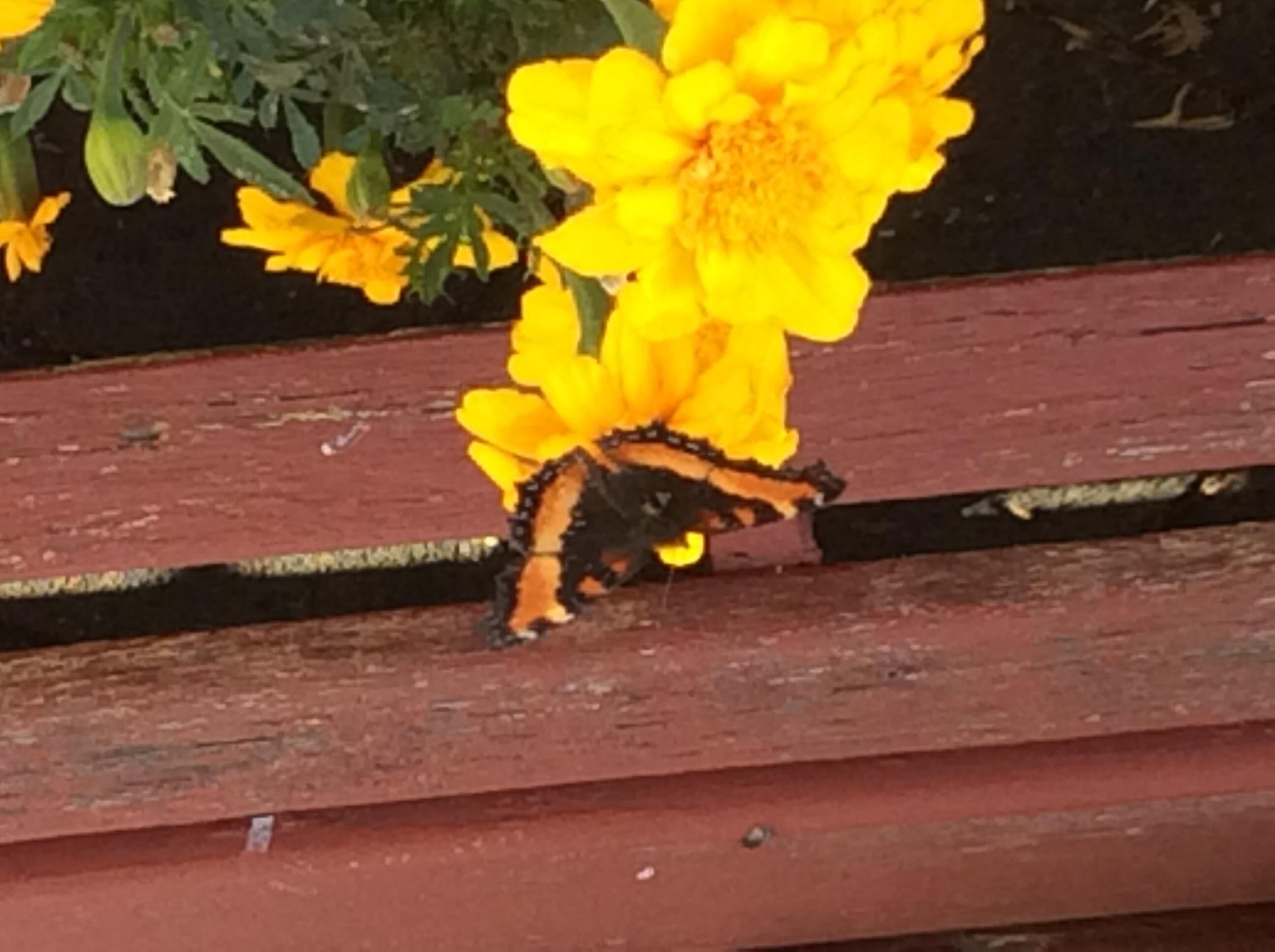 Butterfly, Moth, and Caterpillar Photographs from Saskatchewan ...
