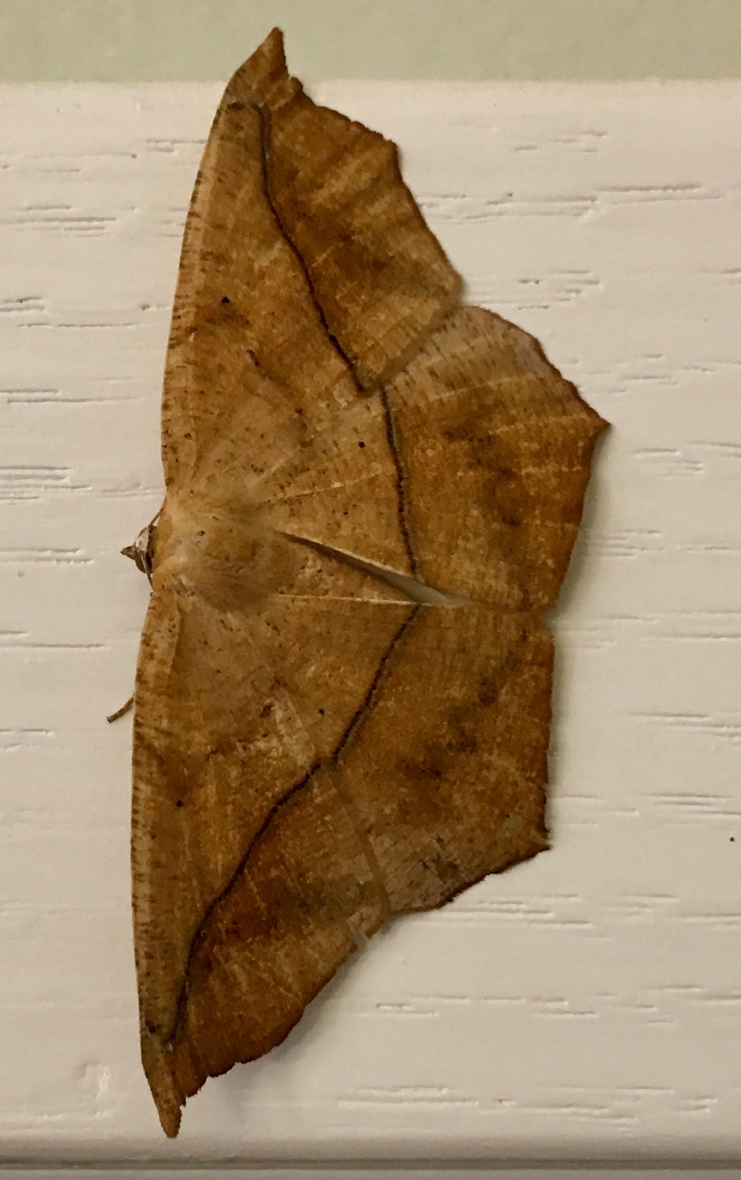 Butterfly, Moth, and Caterpillar Photographs from Rice County ...