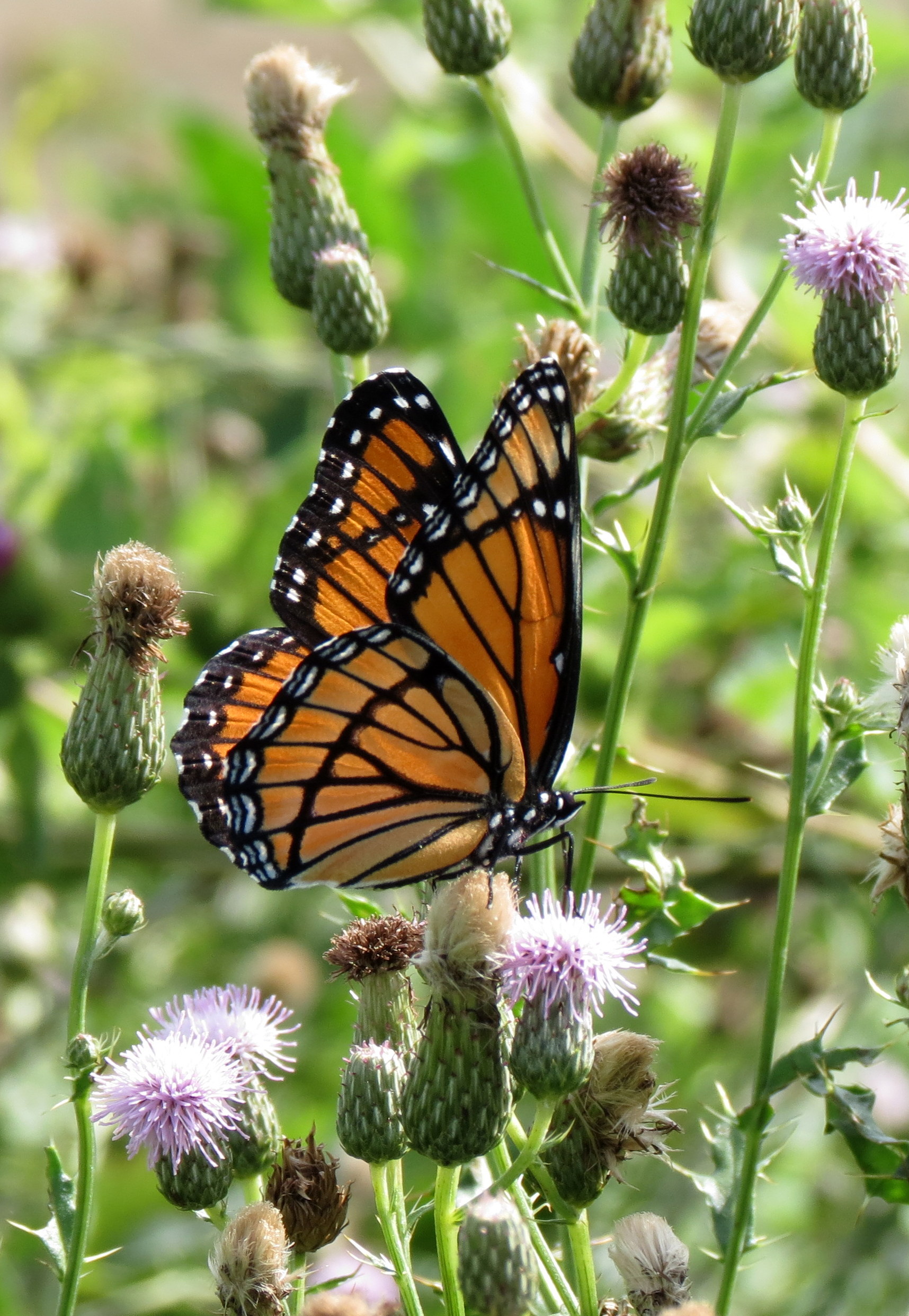 Sighting 1150794 | Butterflies and Moths of North America