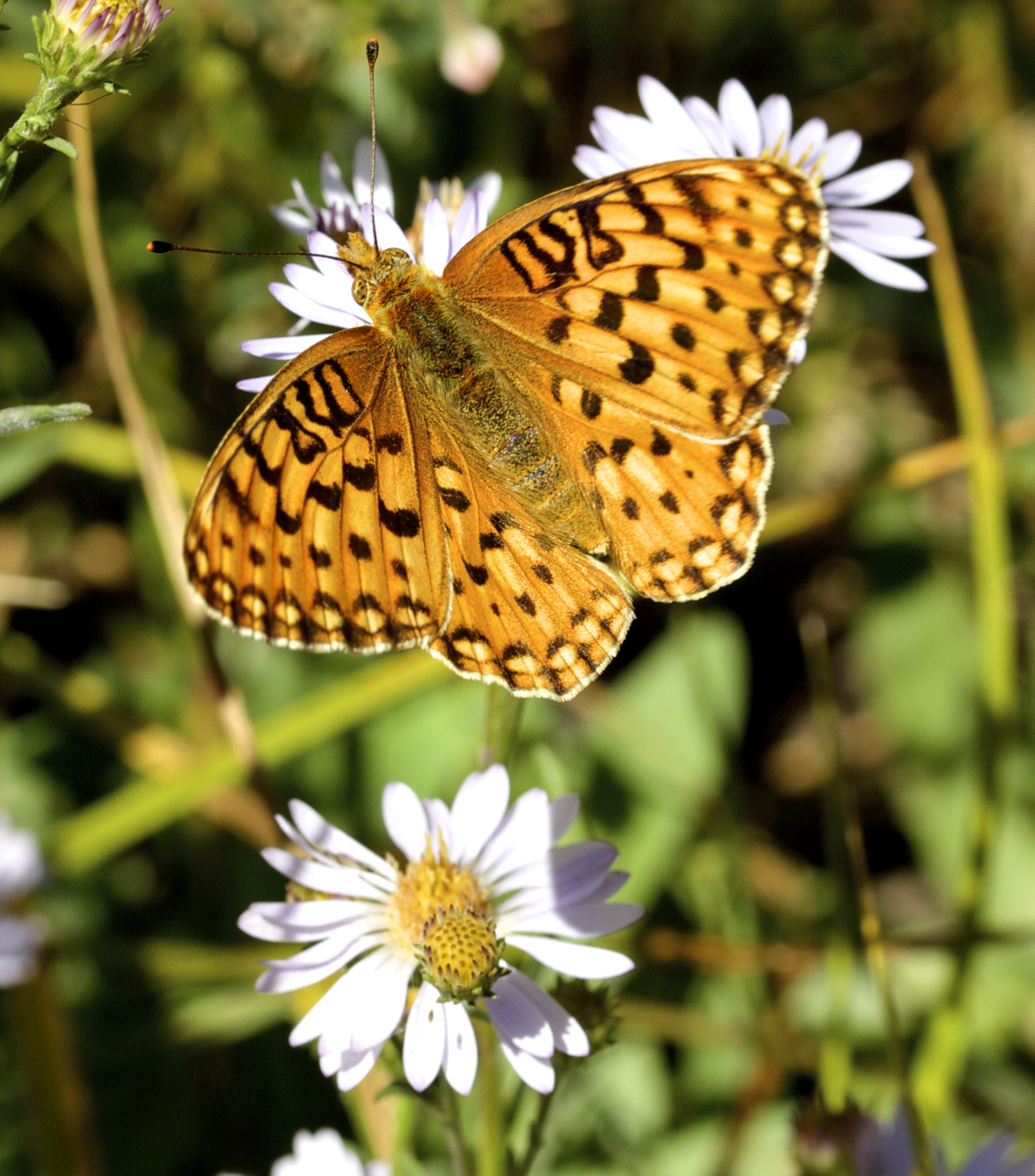 Butterfly, Moth, and Caterpillar Photographs from Nevada County ...