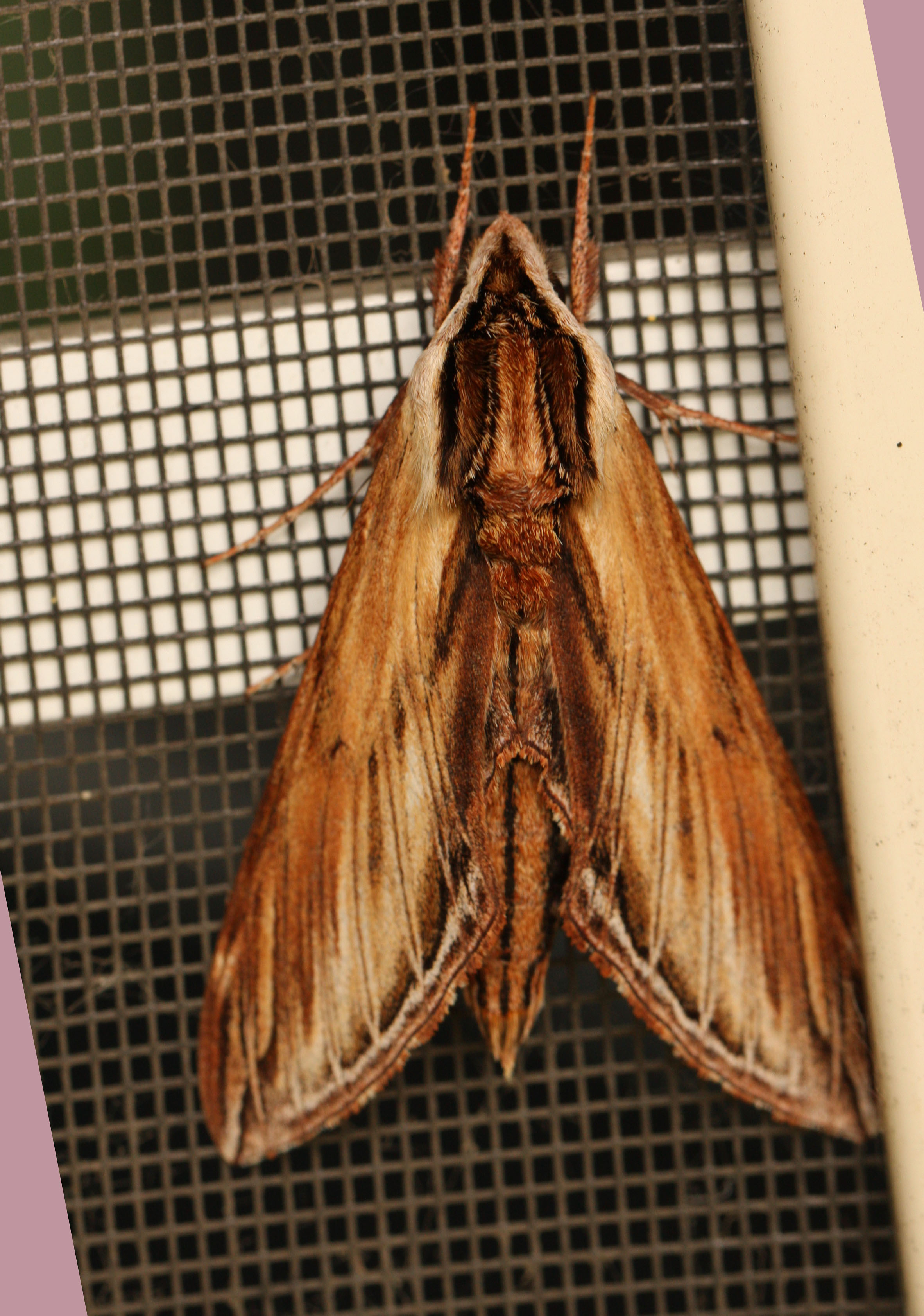 Photographs from Otter Tail County | Butterflies and Moths of North America