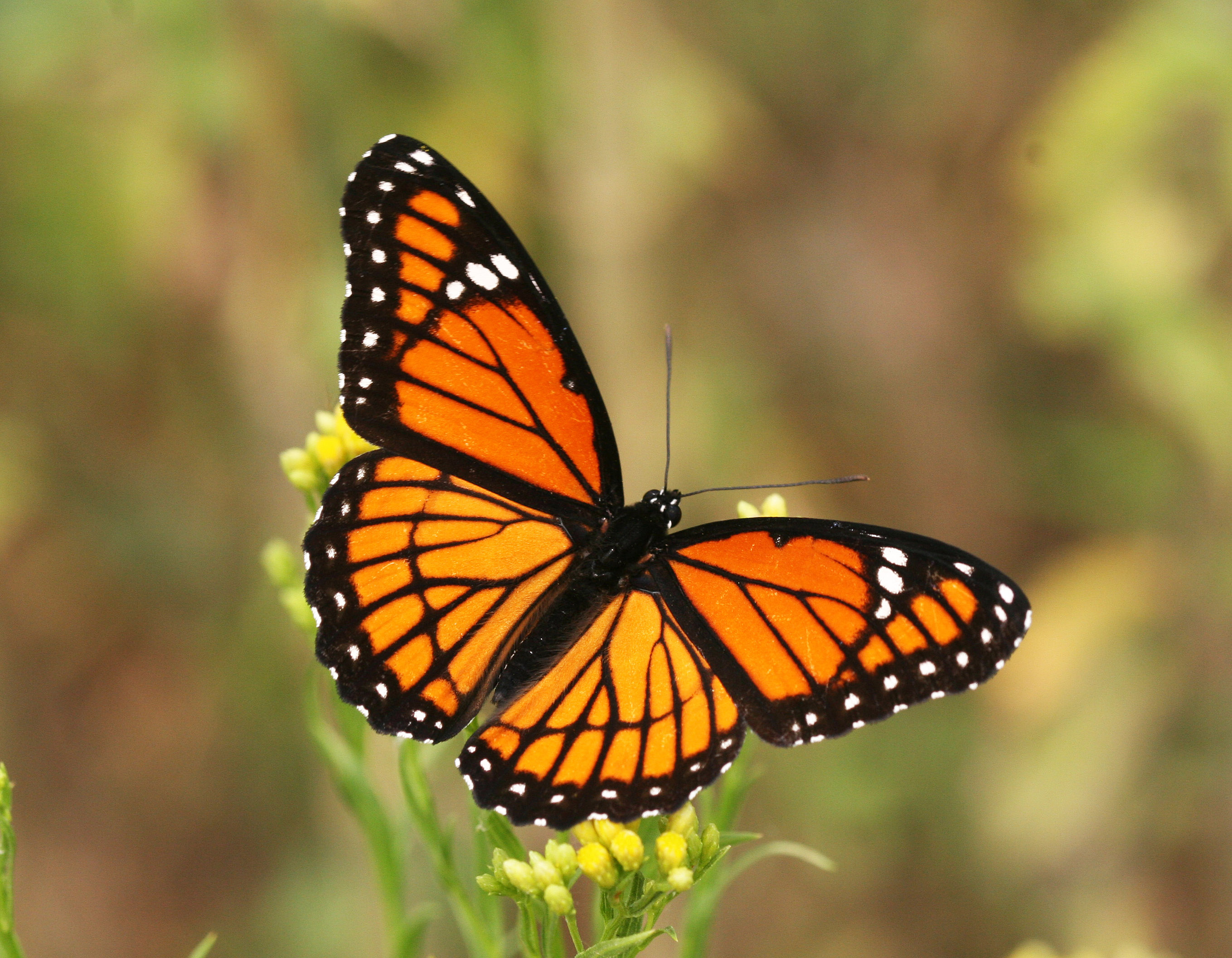Sighting 1181113 | Butterflies and Moths of North America