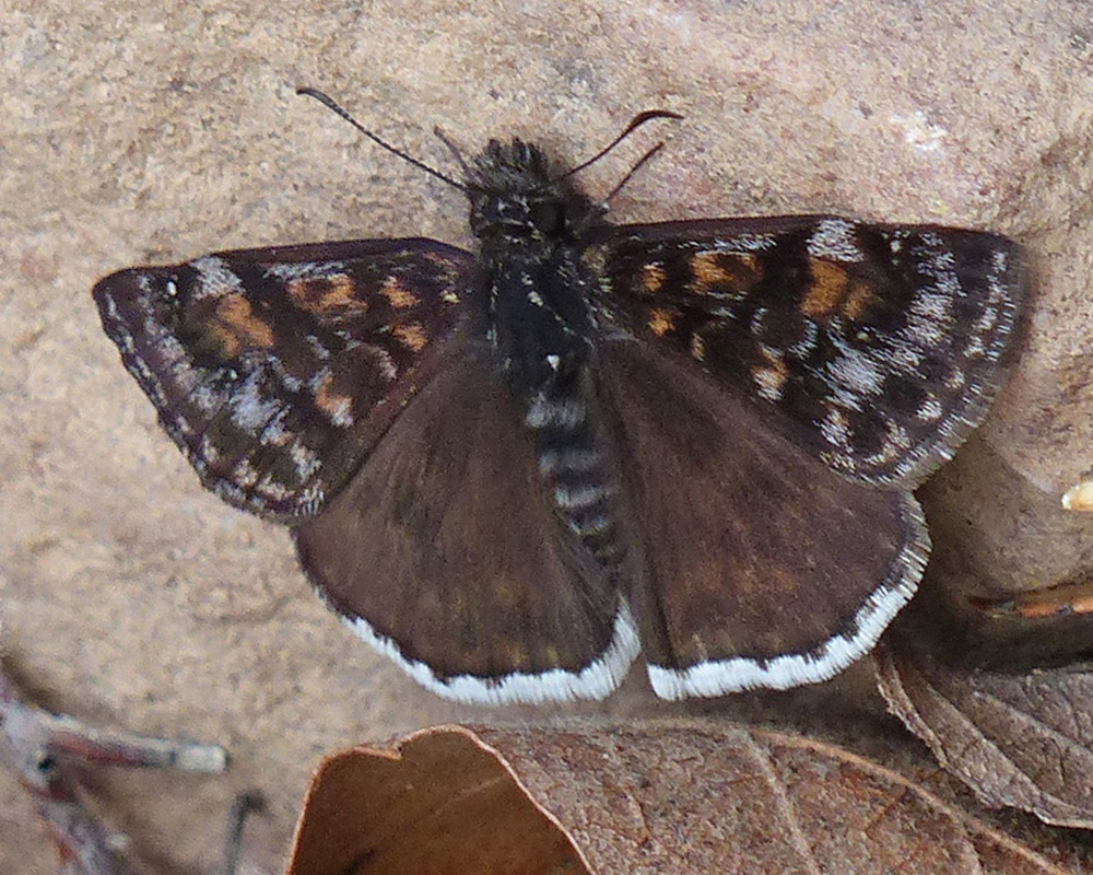 Photographs from Arizona | Butterflies and Moths of North America