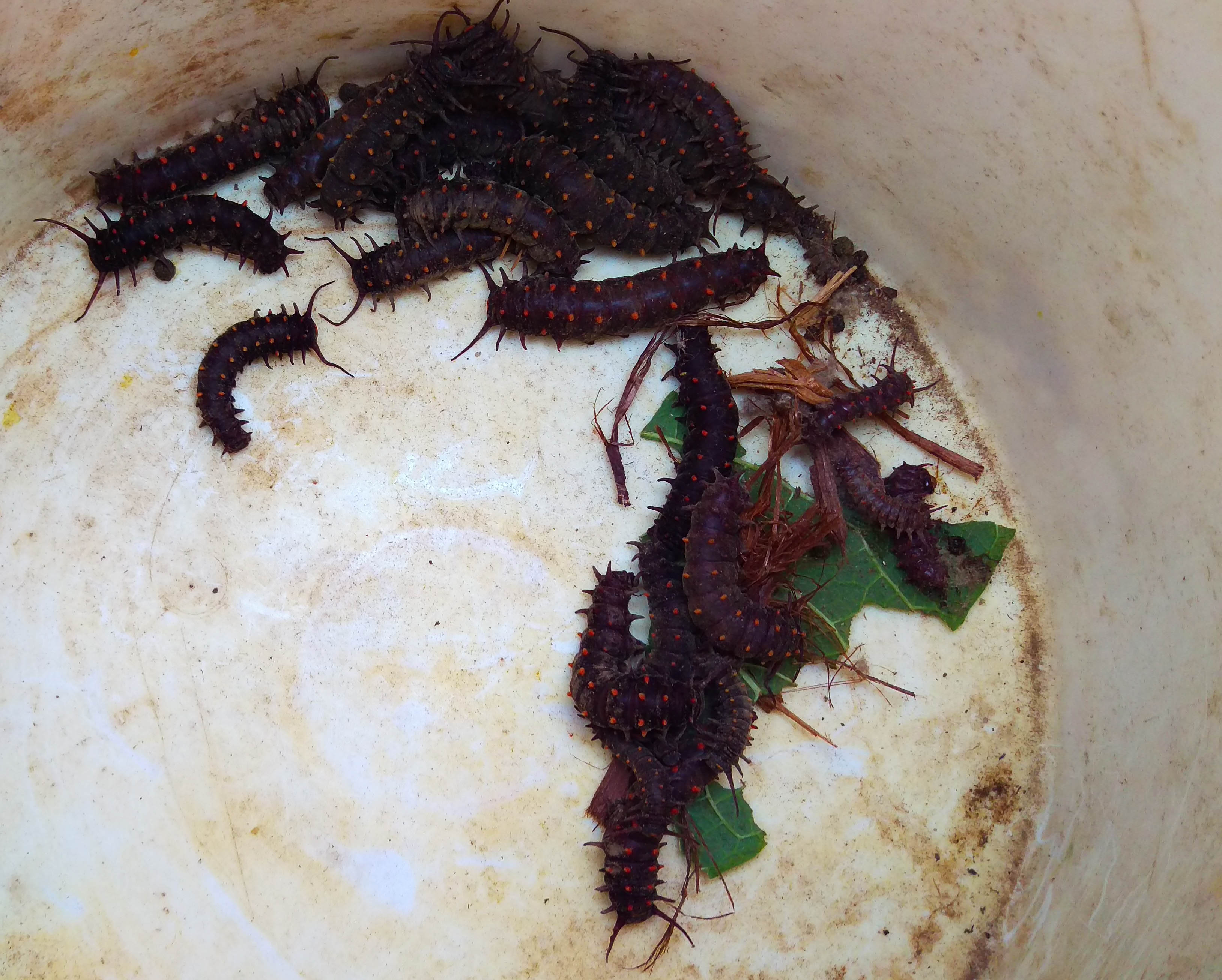 Butterfly, Moth, and Caterpillar Photographs from Hennepin County ...